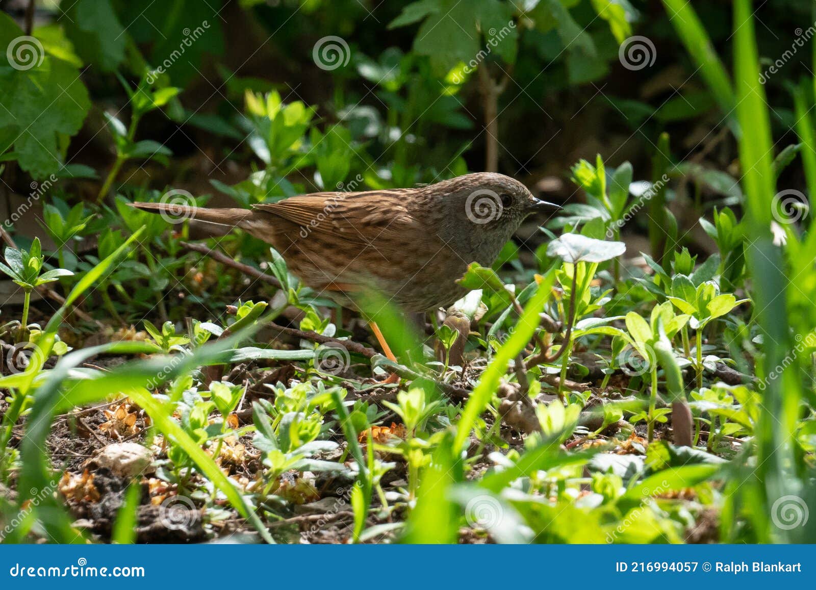 Wren in a Flower Bed in the Garden. Stock Image - Image of cute, avian ...