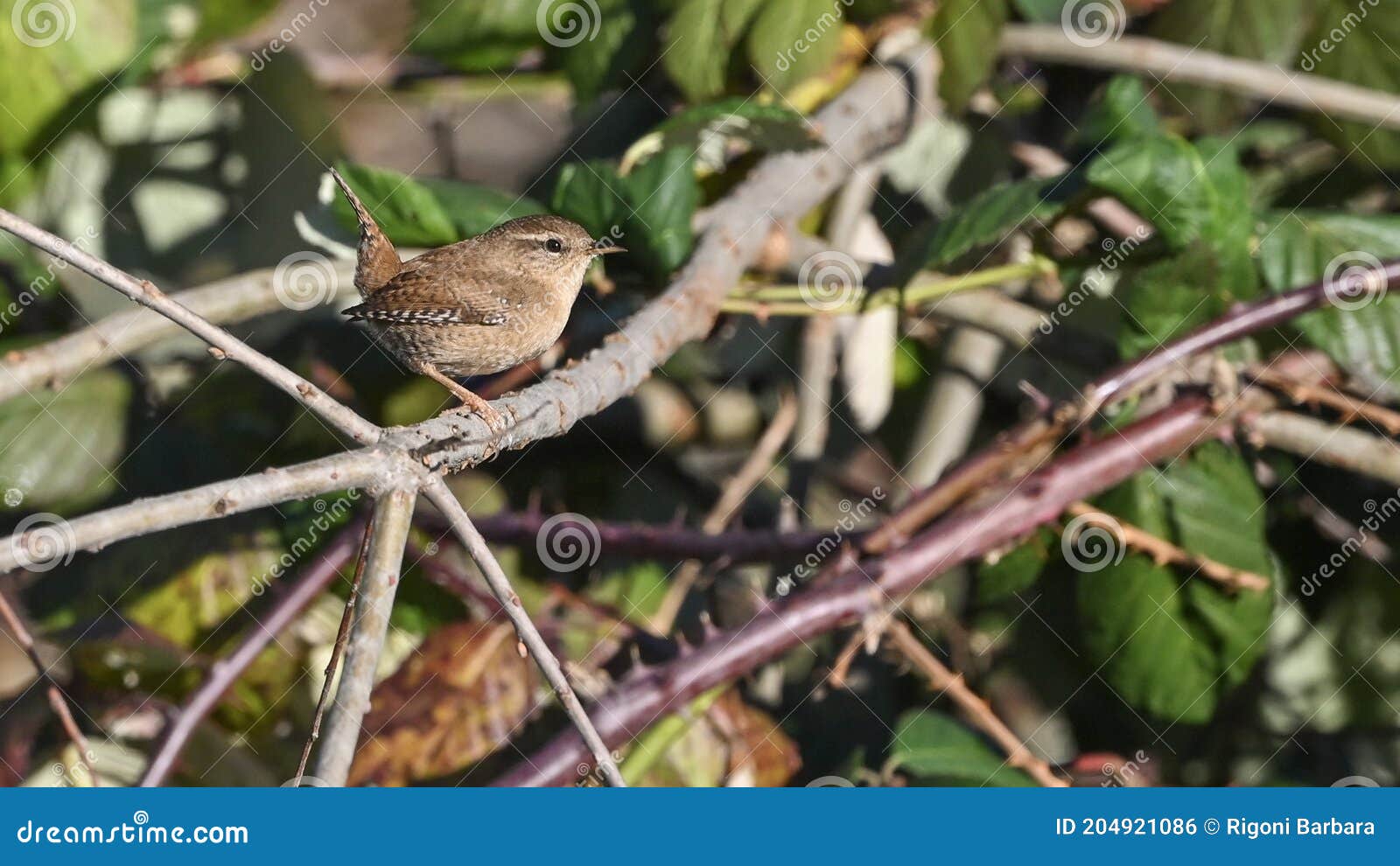 Wren, Little Bird, Perched on the Branches of Brambles in the Snow ...