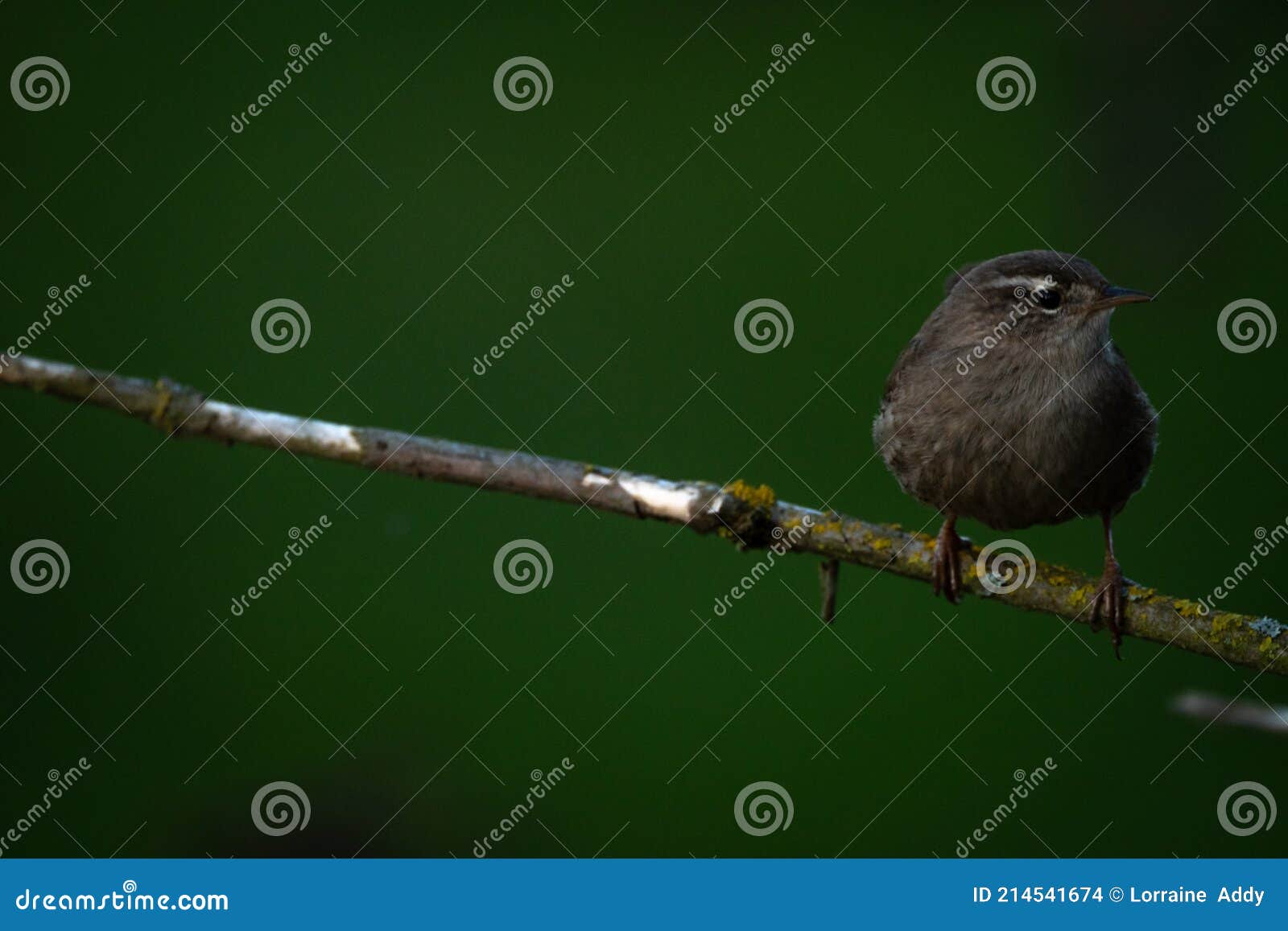 Wren Perching on a Branch in the Evening Stock Photo - Image of noisy ...
