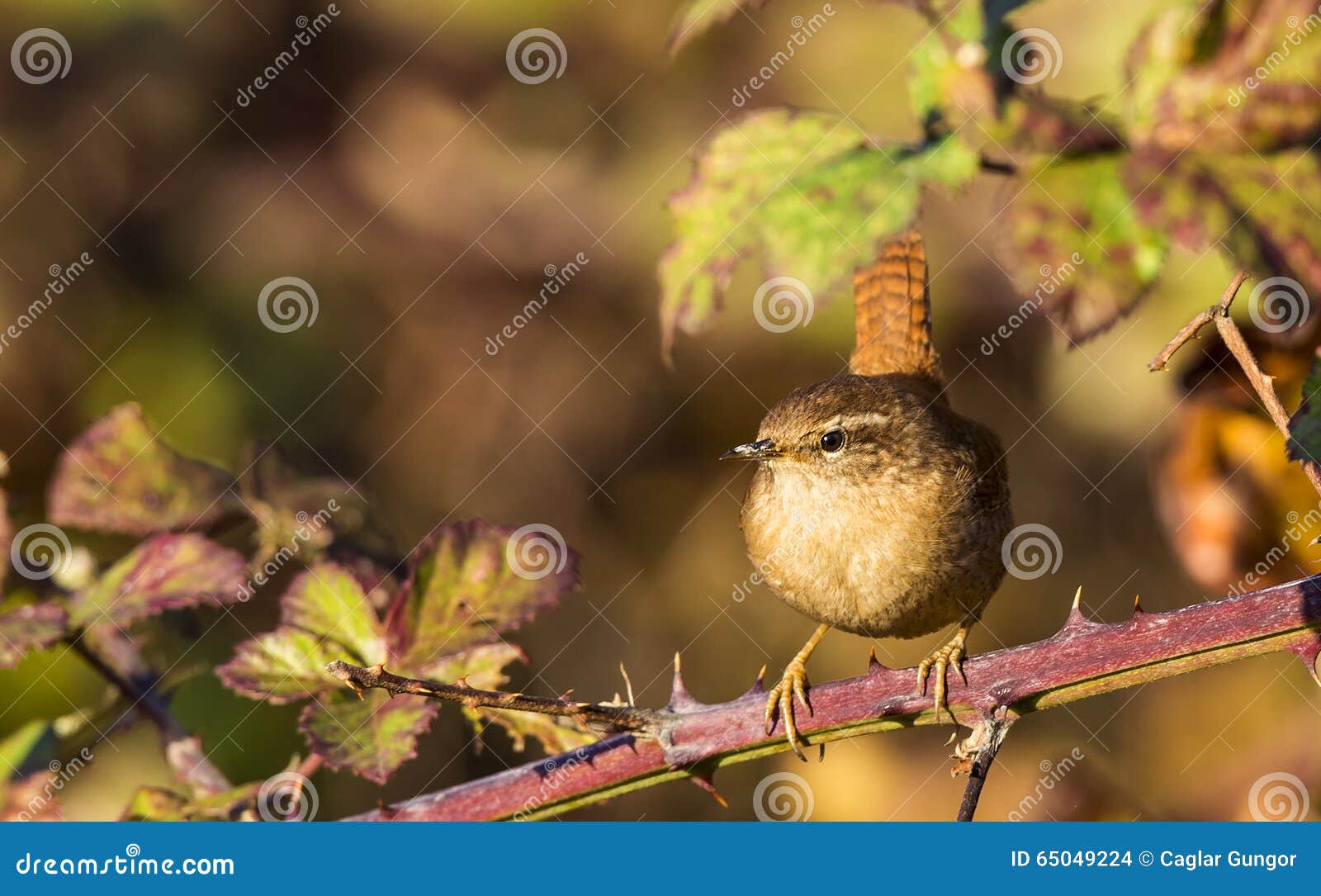 Wren on Red Bush stock photo. Image of stick, branch - 65049224