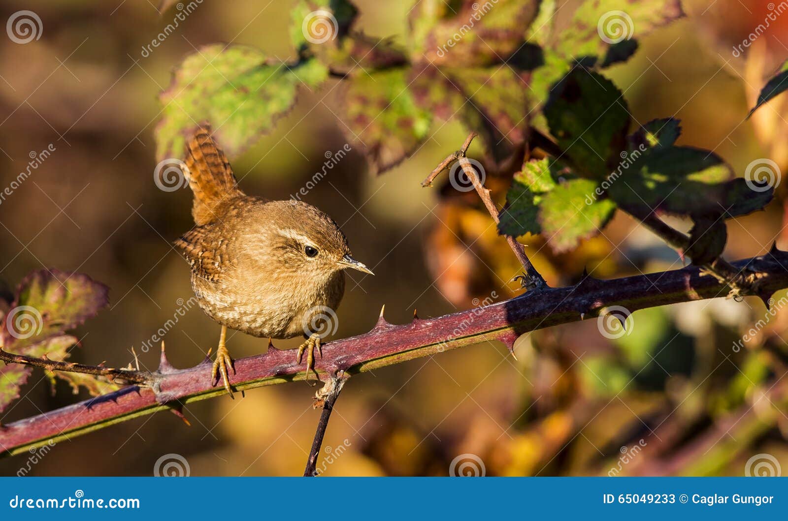Wren on Red Bush stock image. Image of ornithology, wild - 65049233