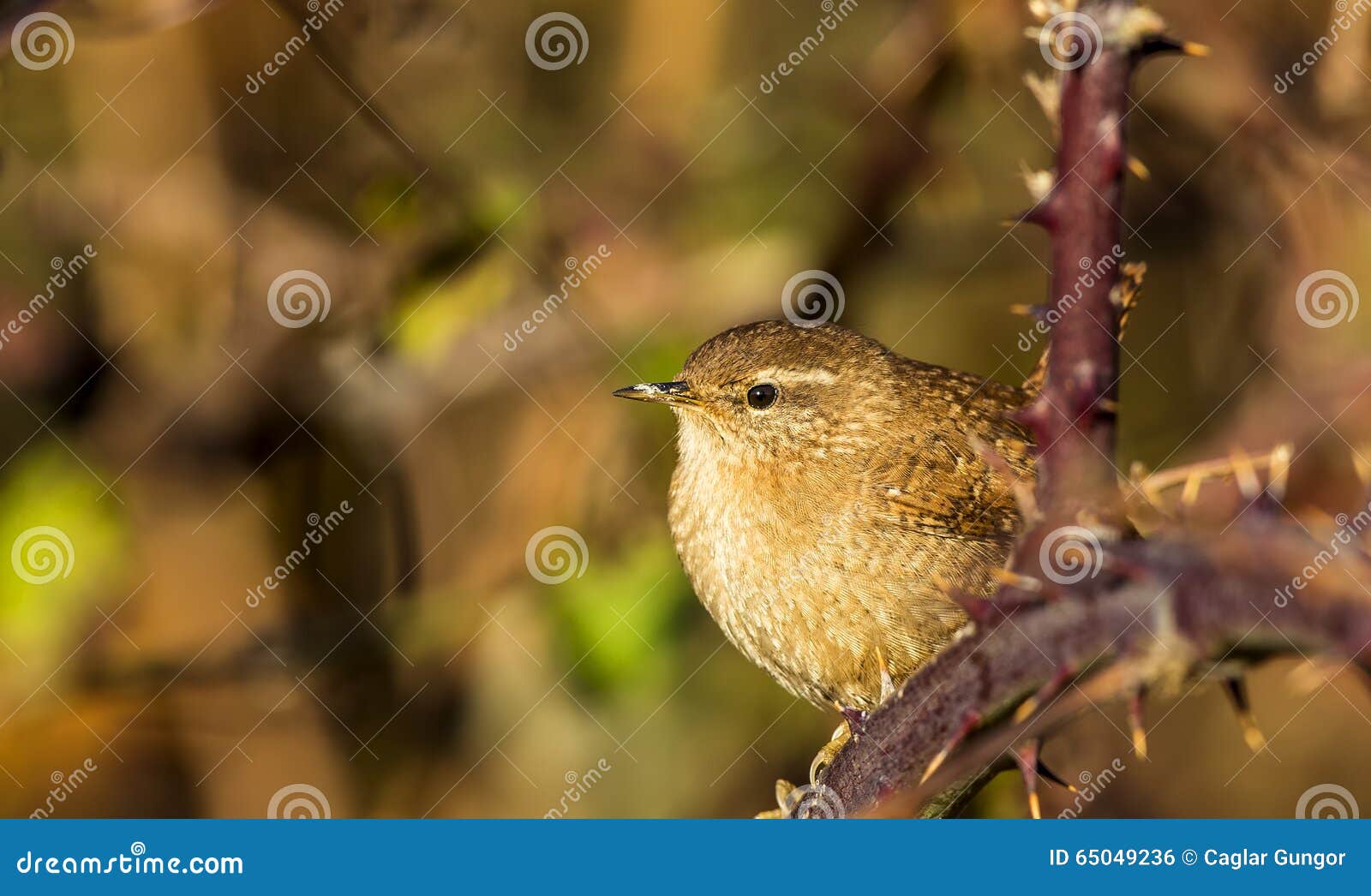 Wren on Red Bush stock photo. Image of stick, bush, bird - 65049236
