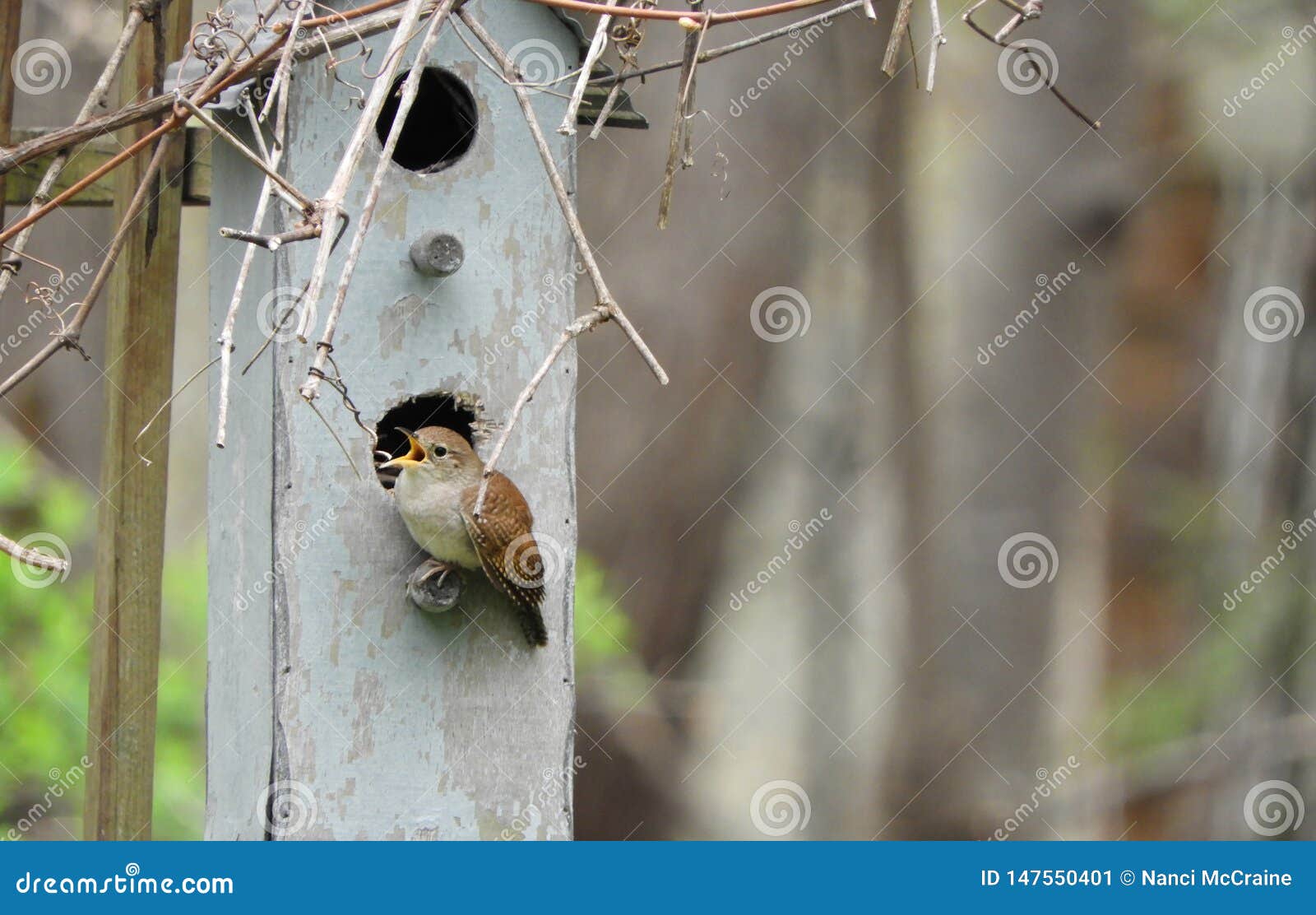 House Wren Singing Loudly at Nestbox in Springtime Stock Image - Image ...