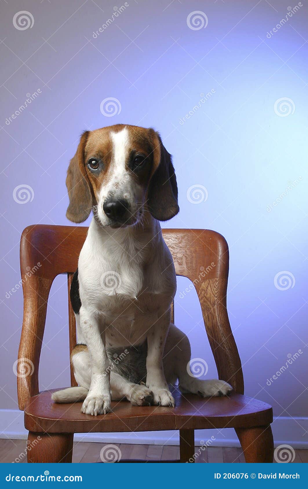 Wren the super beagle stock photo. Image of beagle, furry - 206076