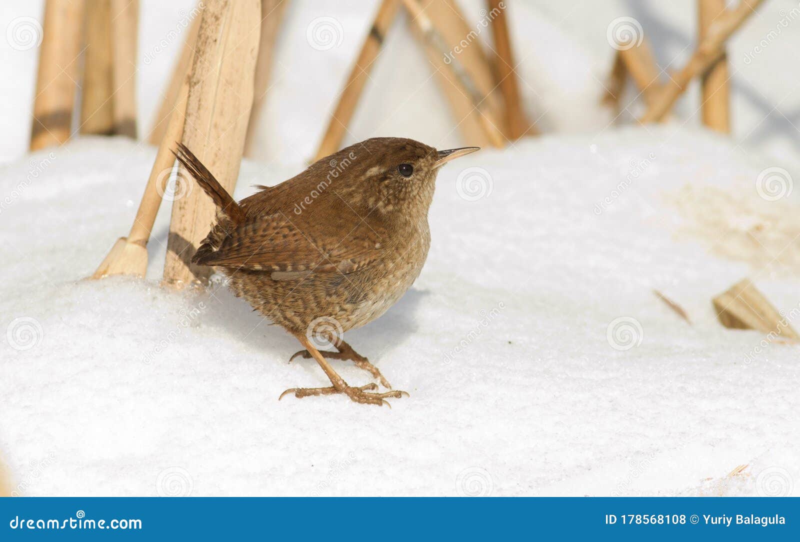 Wren, Troglodytes. Little Bird Sits in the Snow Stock Photo - Image of ...