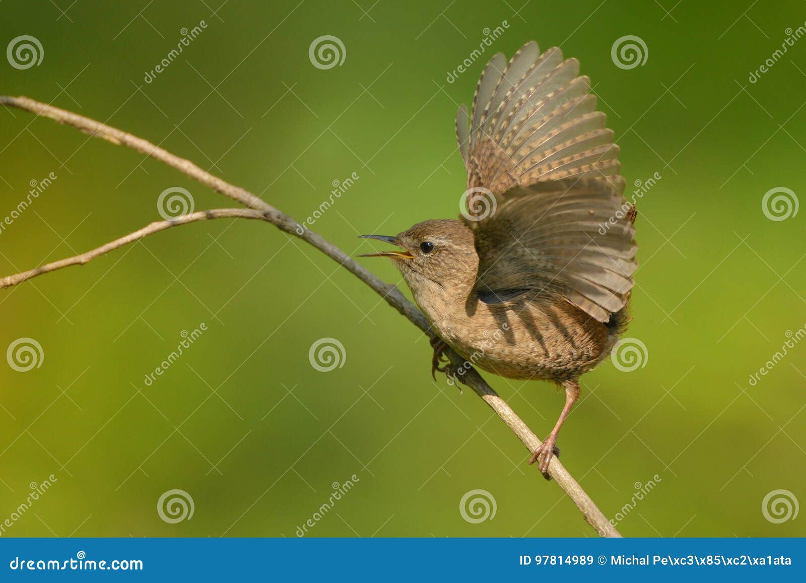 The Wren Troglodytes Troglodytes Stock Image - Image of legs, male ...