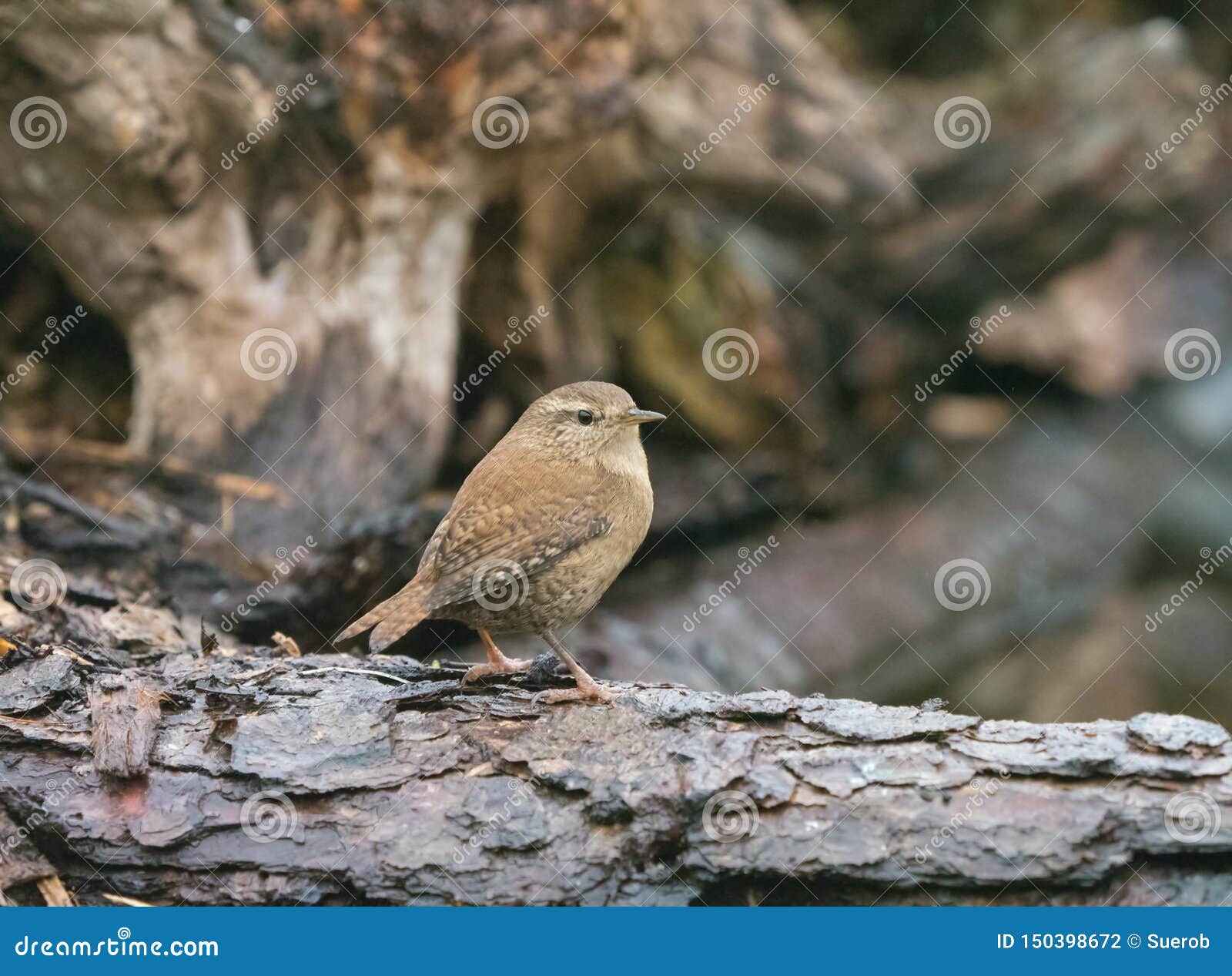 Wren on Old Log in English Woodland Stock Photo - Image of tree ...
