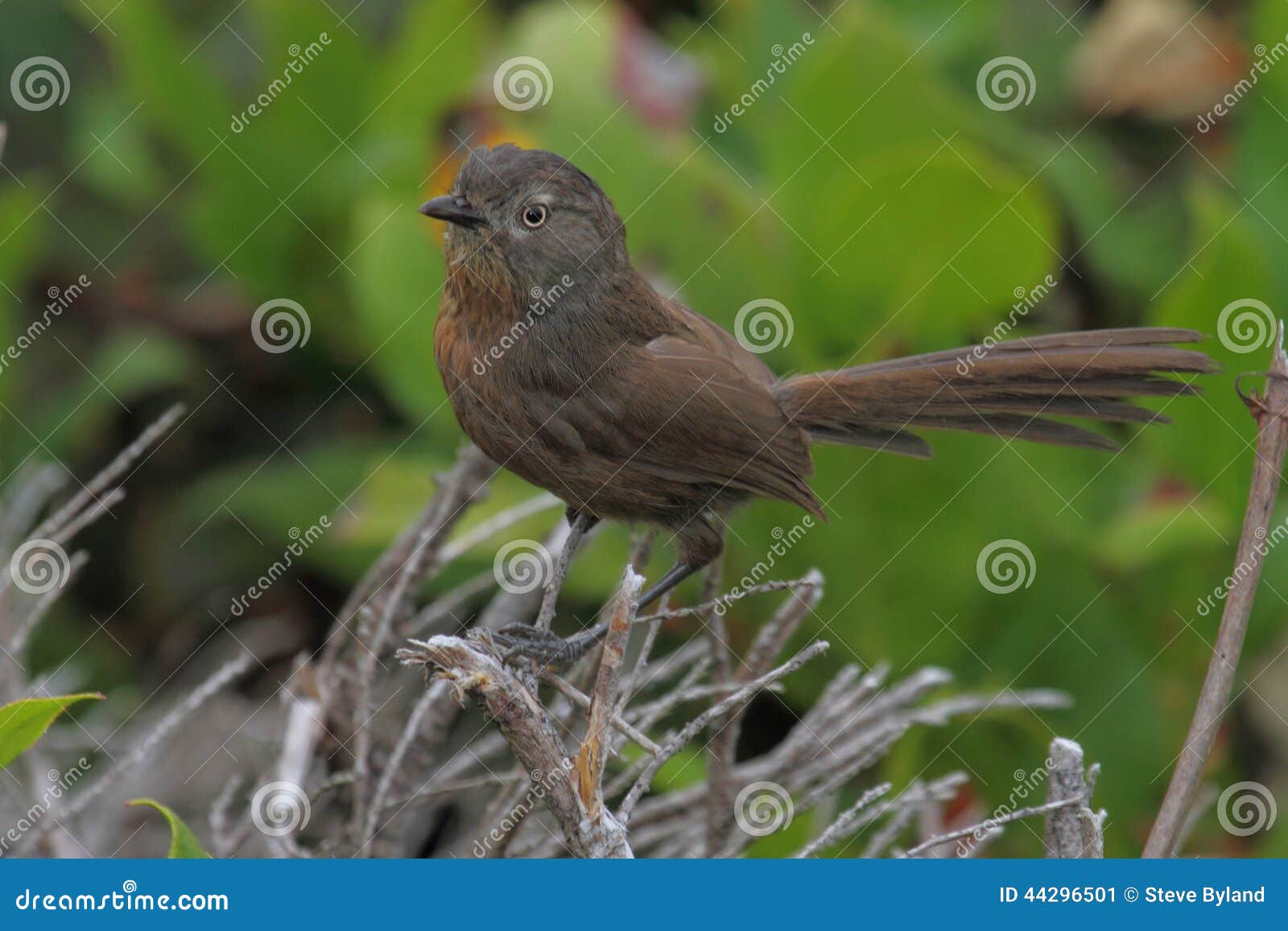 Wrentit (fasciata Do Chamaea) Imagem de Stock - Imagem de animal ...