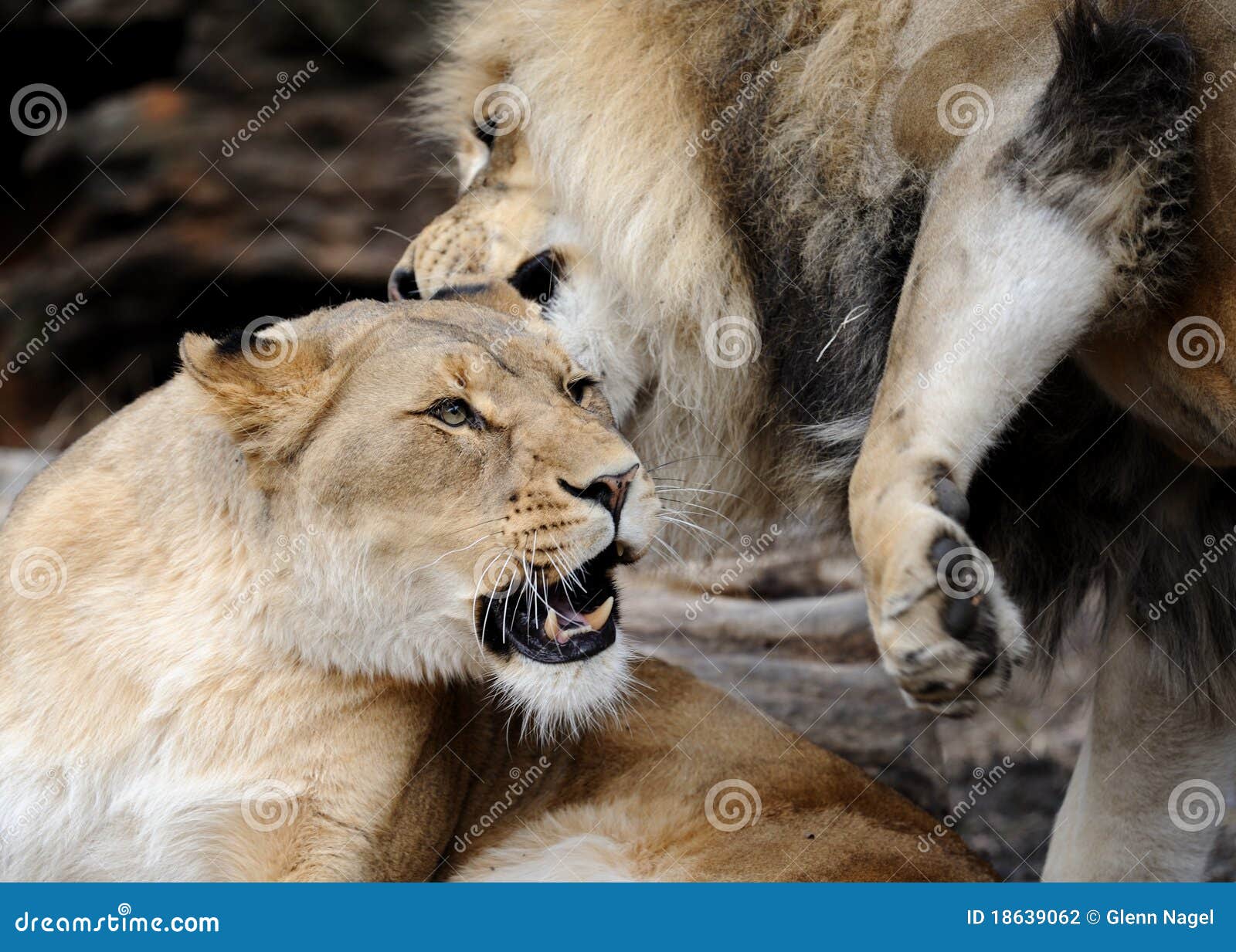 Wrestling African lions stock photo. Image of nature - 18639062
