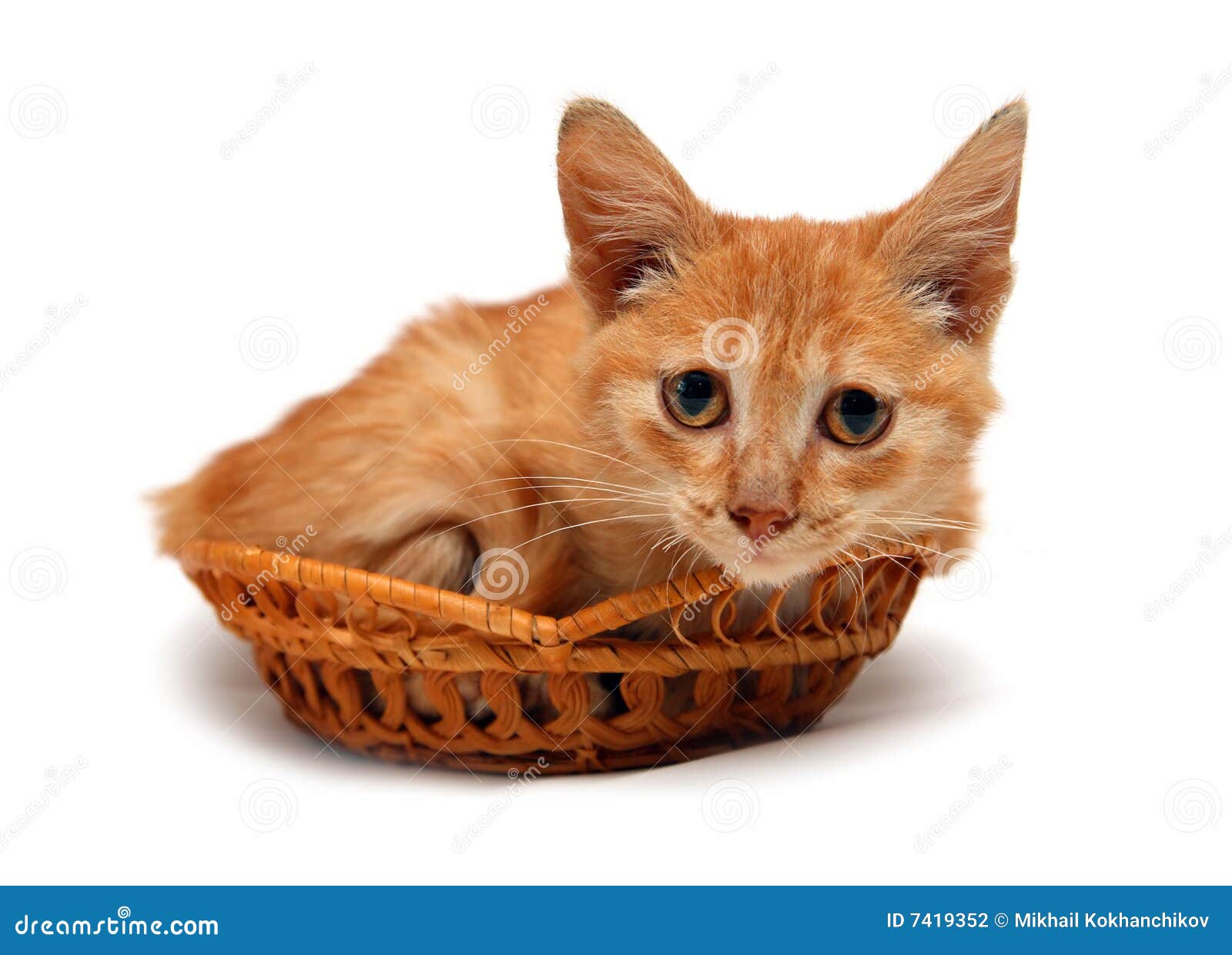 Wretched red cat in basket stock photo. Image of felines - 7419352