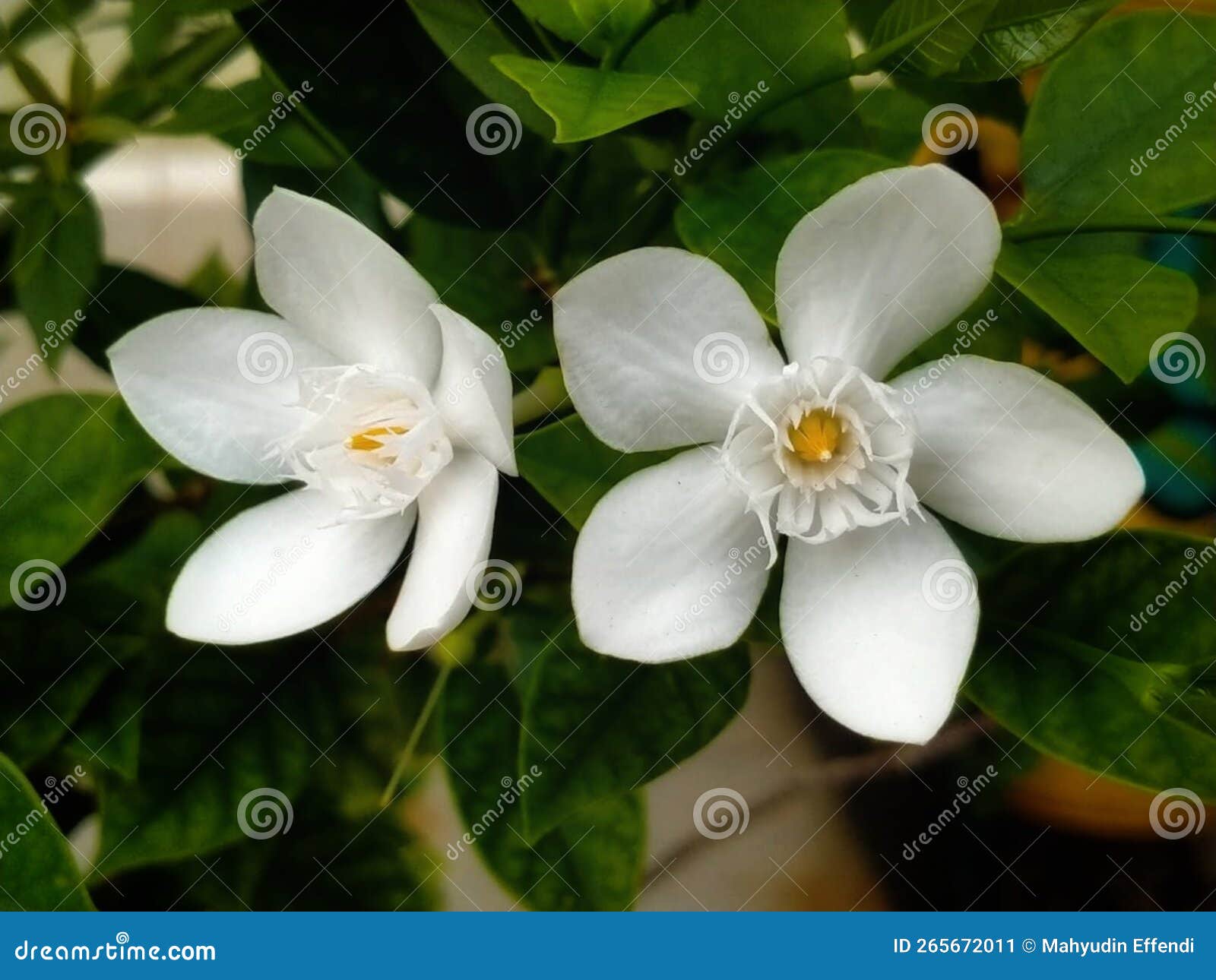 Wrightia Antidysenterica Flower Stock Image - Image of nature ...