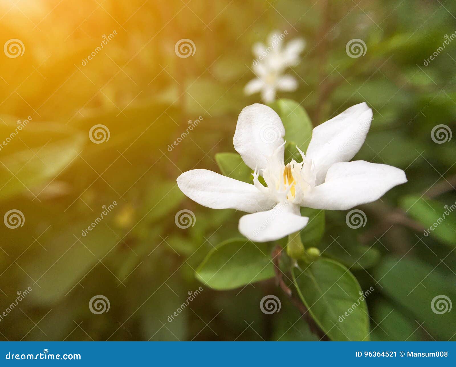 Wrightia Antidysenterica Flower in Nature Garden Stock Image - Image of ...