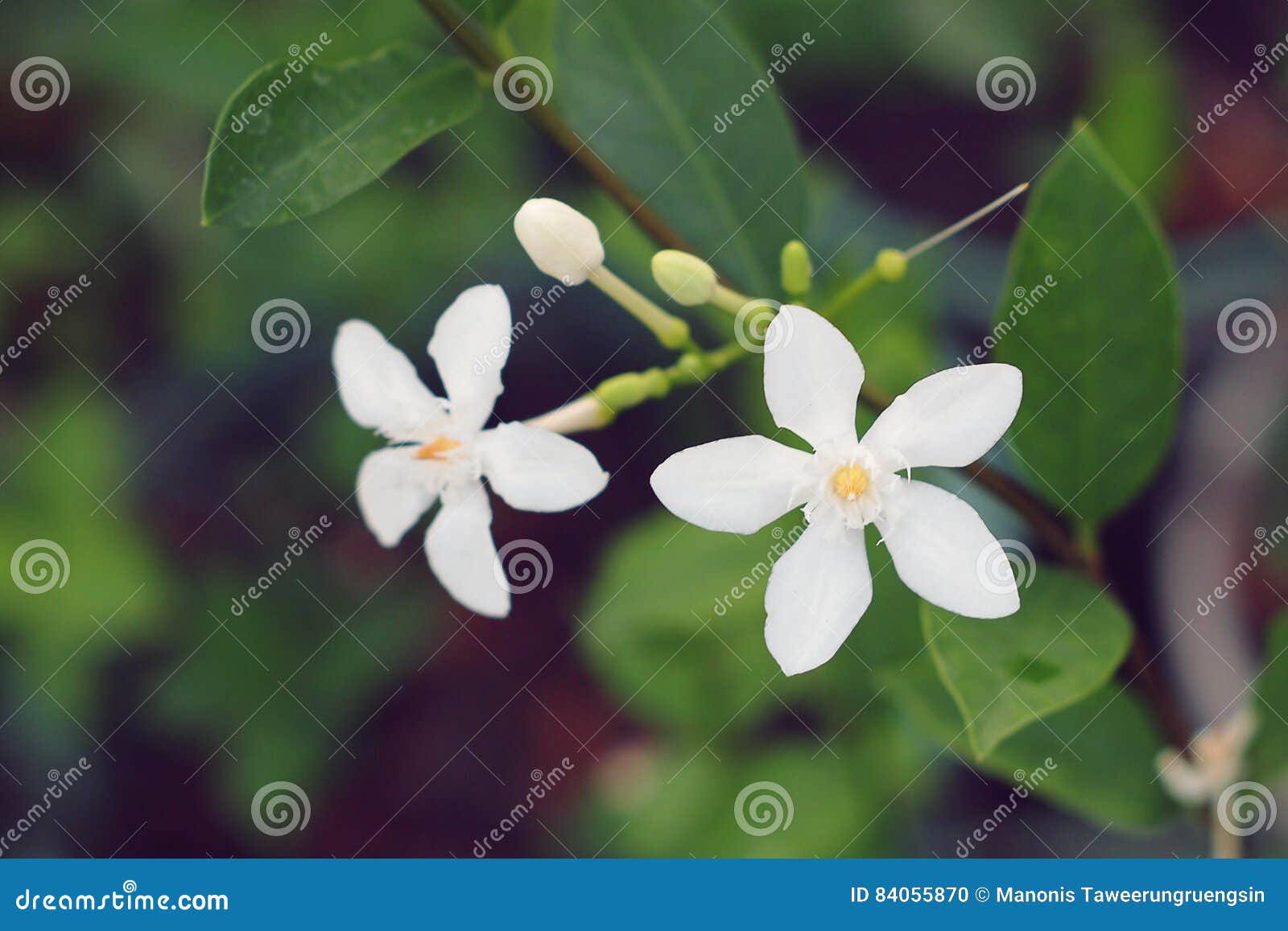 Wrightia Antidysenterica, White Snowflake, Wrightia, Inda Flower in the ...