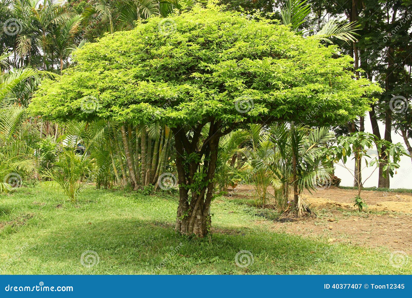 Wrightia religiosa Benth stock image. Image of tiny, leaves - 40377407