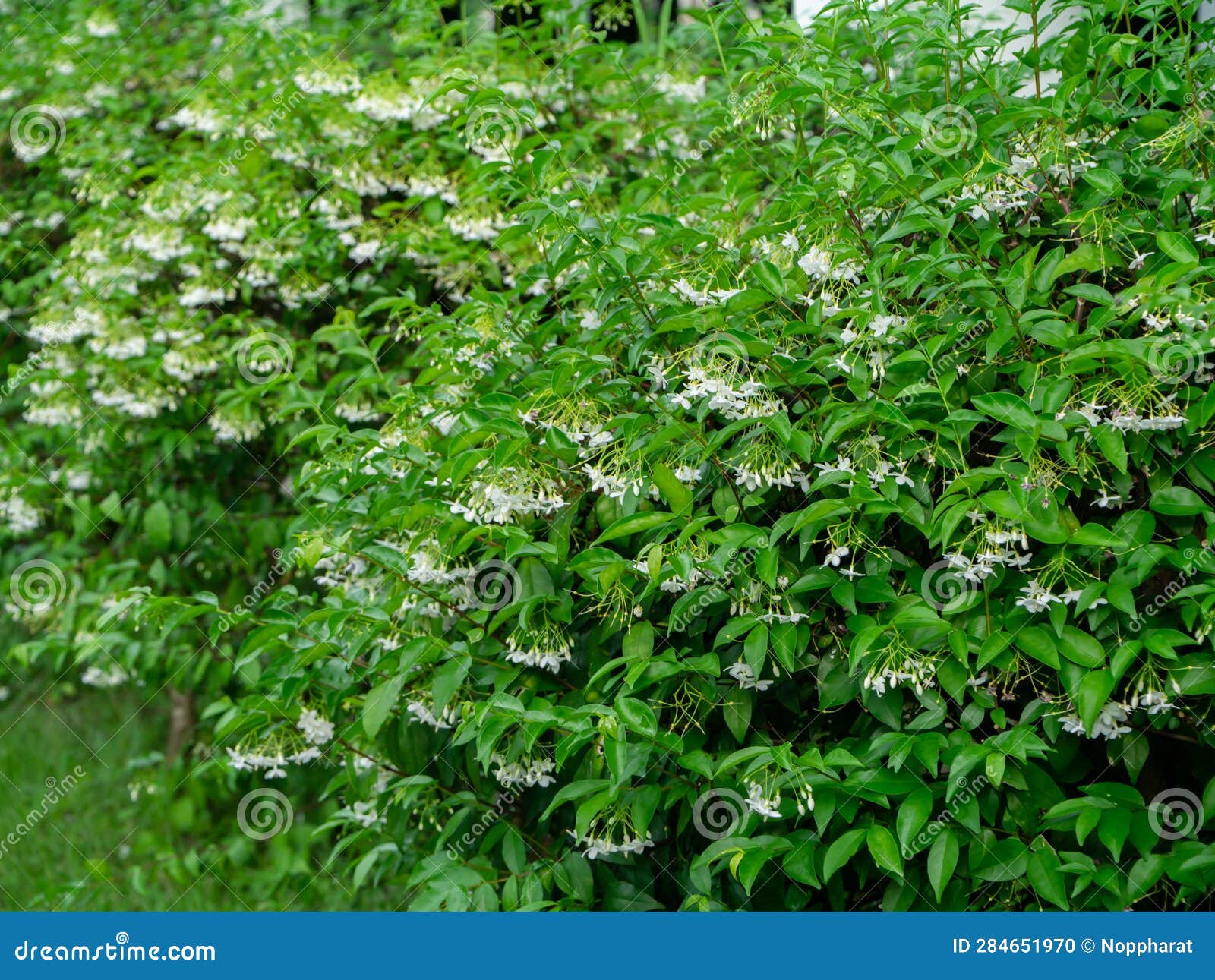 Wrightia religiosa Benth stock photo. Image of bloom - 284651970