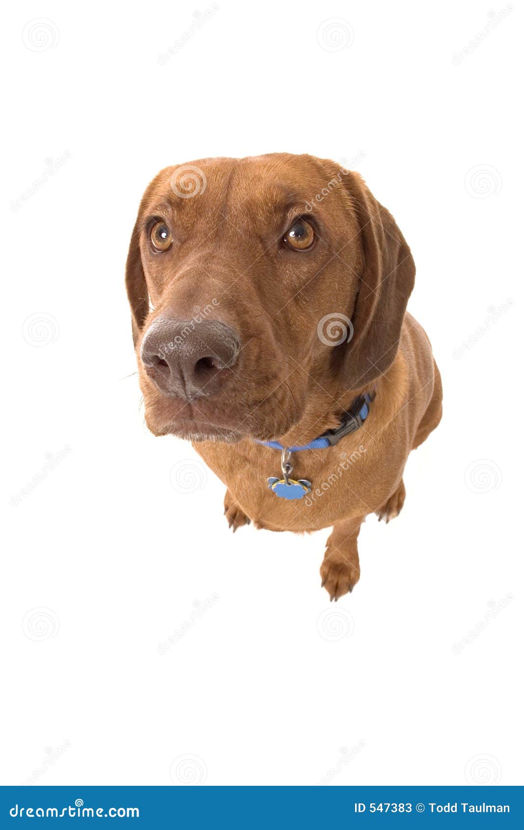 Wrigley, El Perro, Mirando Para Arriba. Imagen de archivo - Imagen de ...