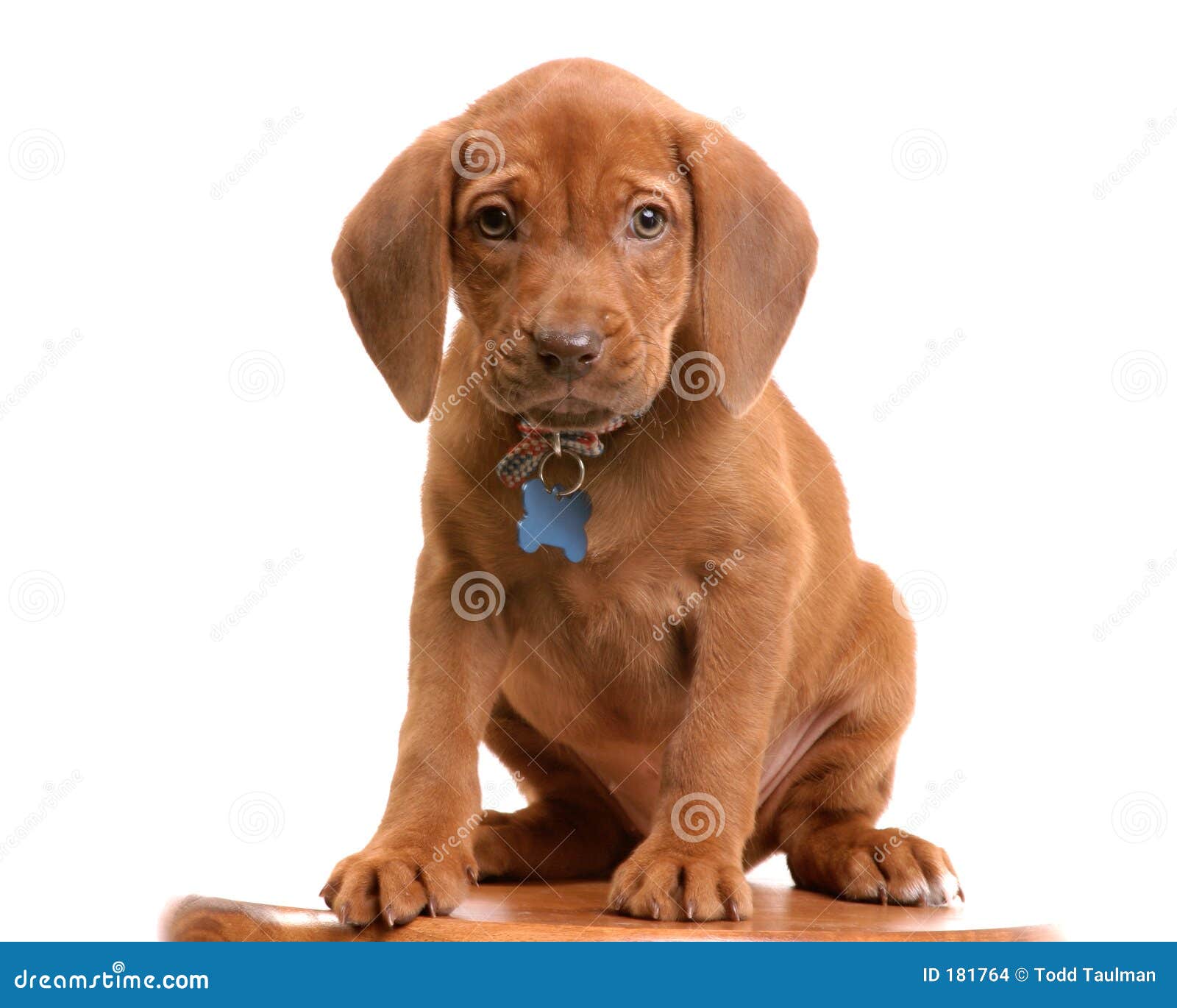 Wrigley the Puppy stock photo. Image of pose, ears, portrait - 181764