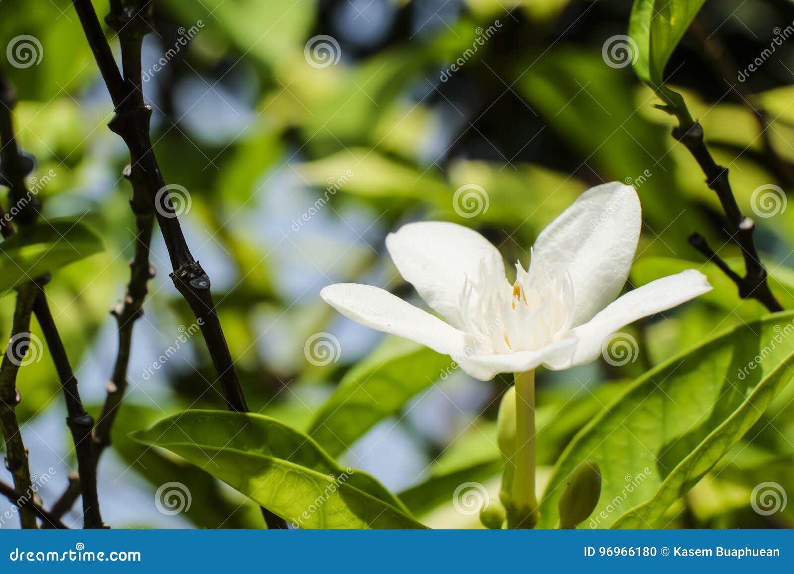 Wrigthia Antidysenterica, Angiospermsblomma Arkivfoto - Bild av blomma ...