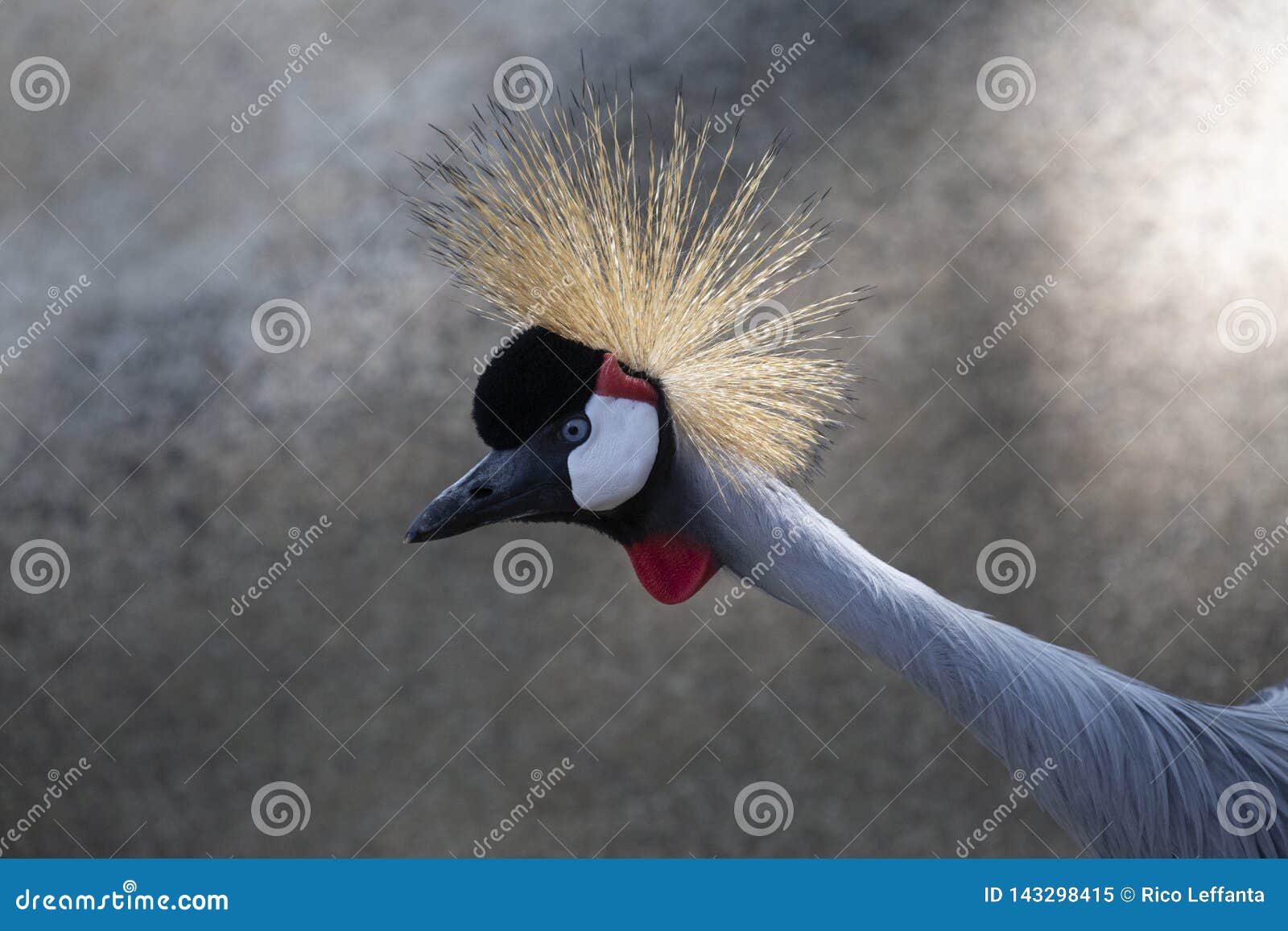 Wringed neck stock image. Image of bnalearica, head - 143298415