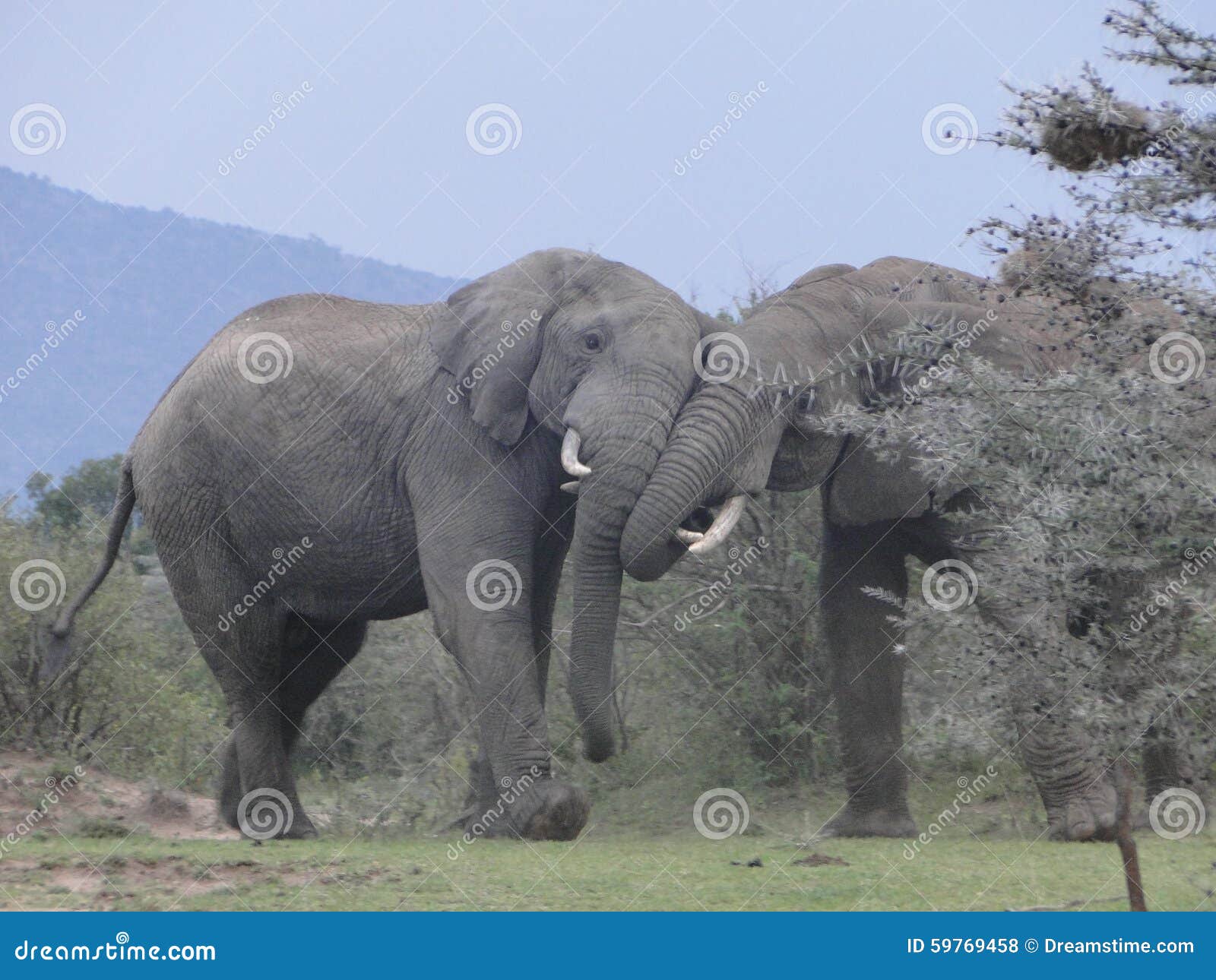 Wringen von Giants stockfoto. Bild von riesen, stier - 59769458
