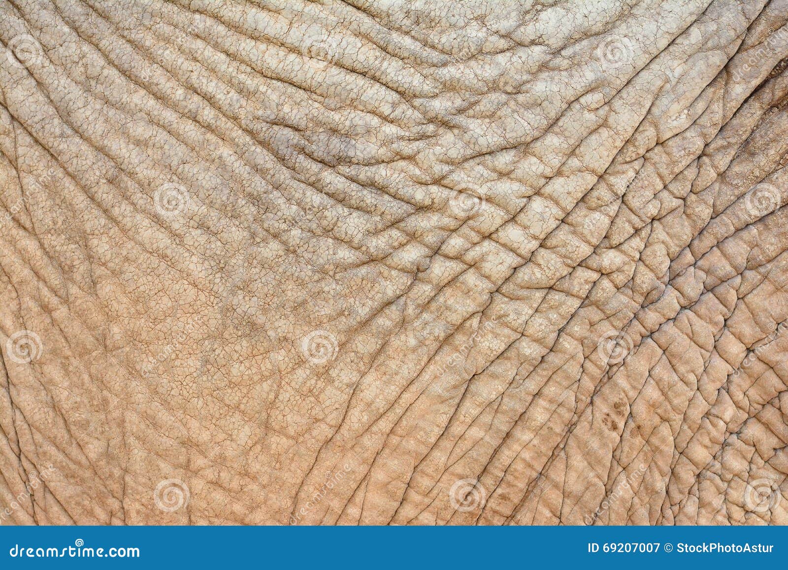 Wrinkled elephant skin stock image. Image of grey, texture - 69207007