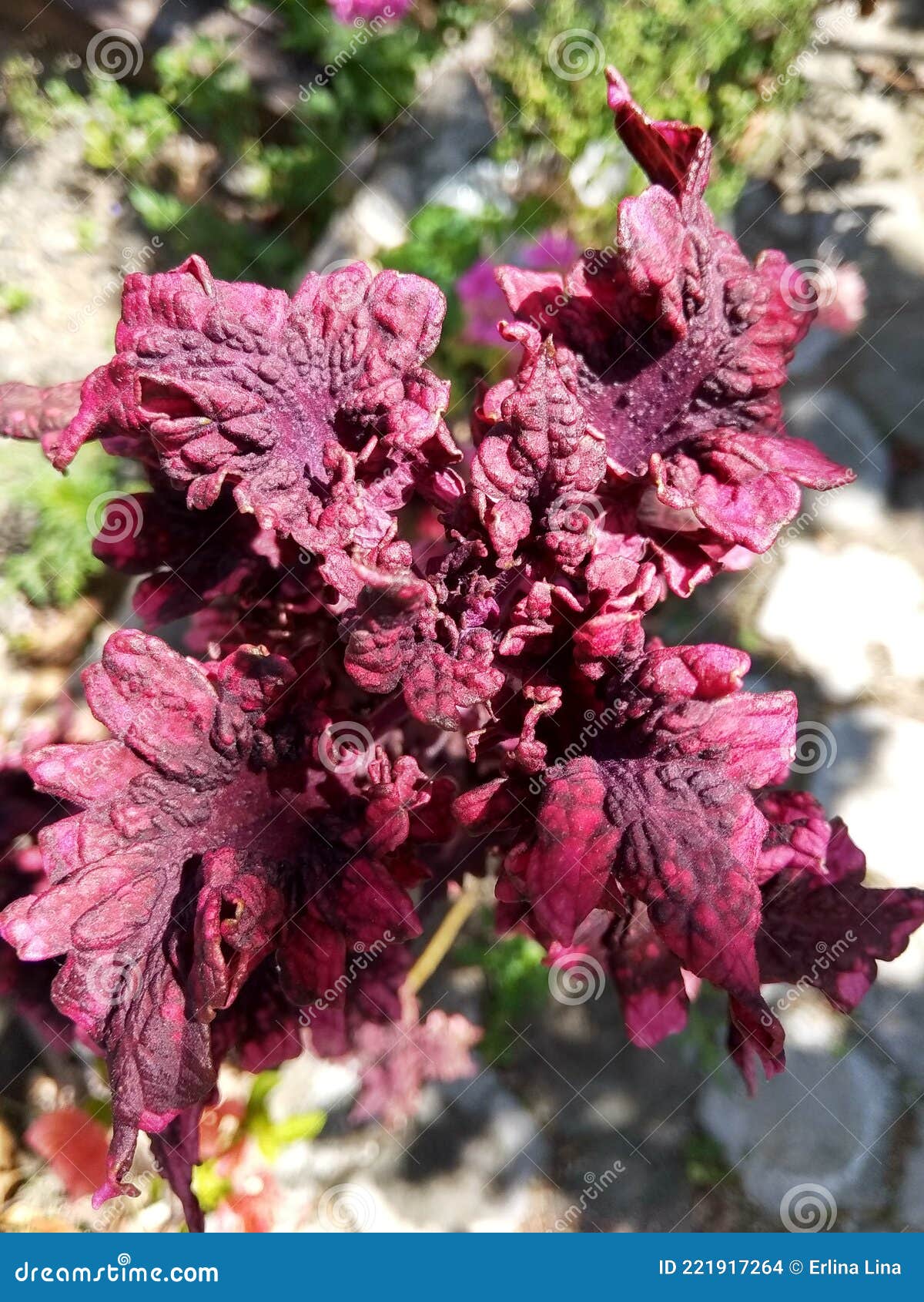 Wrinkled flower in aceh stock photo. Image of food, tree - 221917264