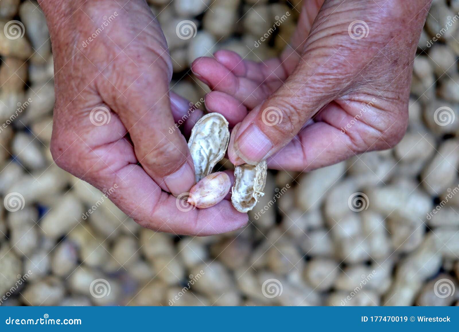Wrinkled Hands Holding Peanuts with Shells Stock Image - Image of ...