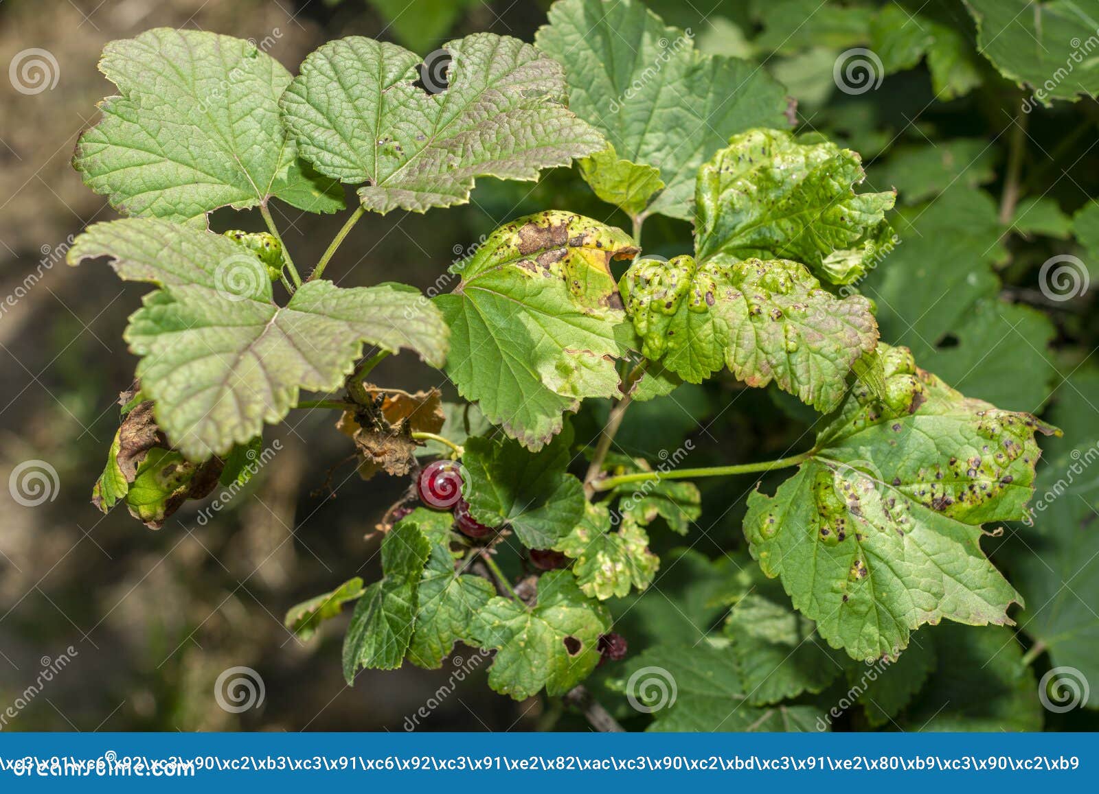 Wrinkled Leaves and Branches of Currant Close-up Macro. Disease and ...