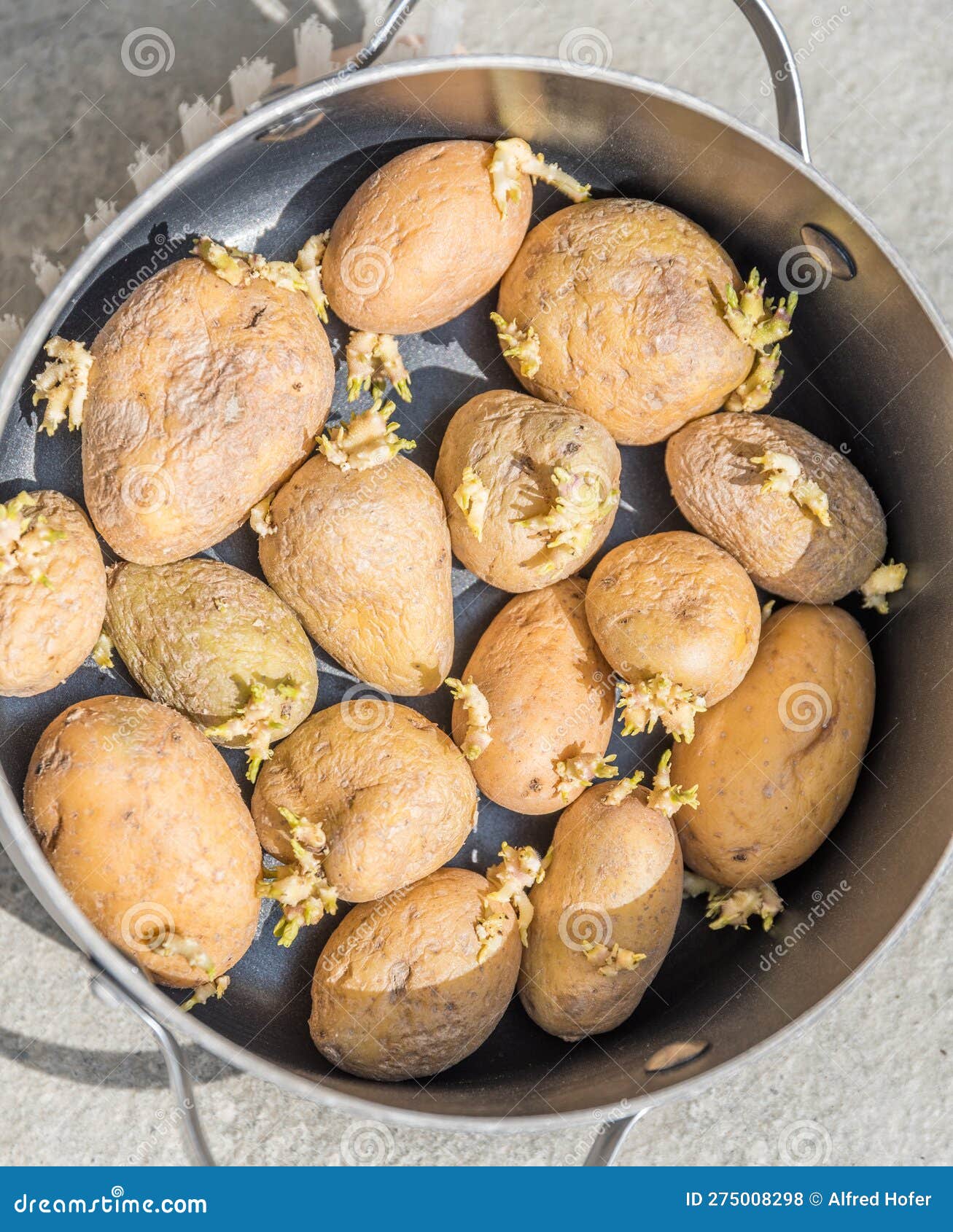 Wrinkled Potatoes for Cooking in Saucepan Stock Photo - Image of diet ...