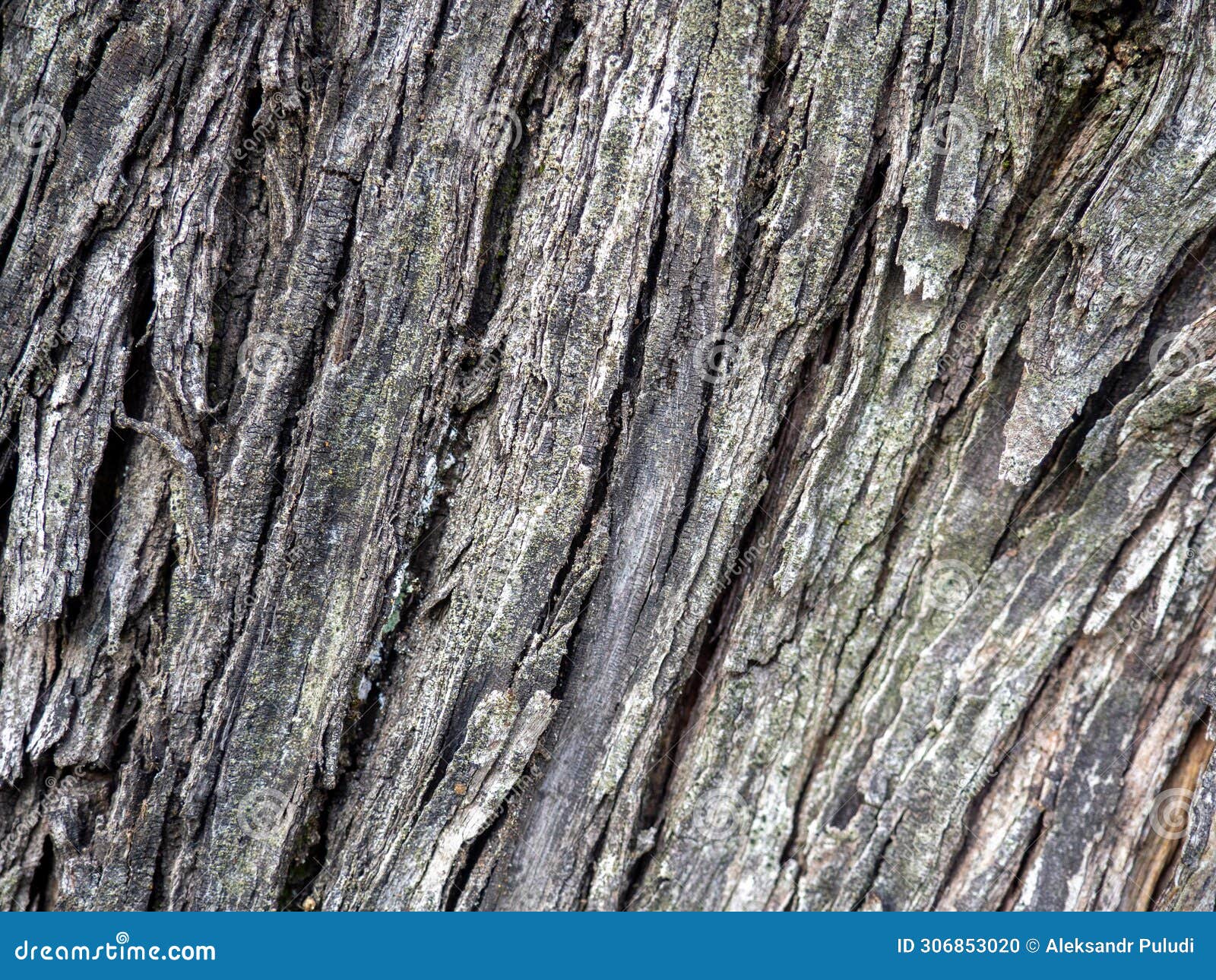 Wrinkled Tree Bark. Gray Brown Natural Background. Wood Pattern ...