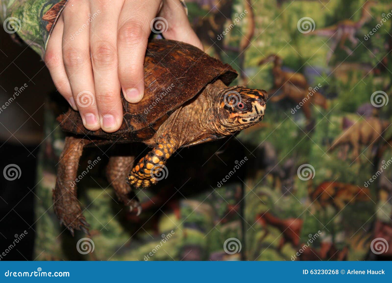 Wrinkly Brown Turtle Stock Photos - Free & Royalty-Free Stock Photos ...