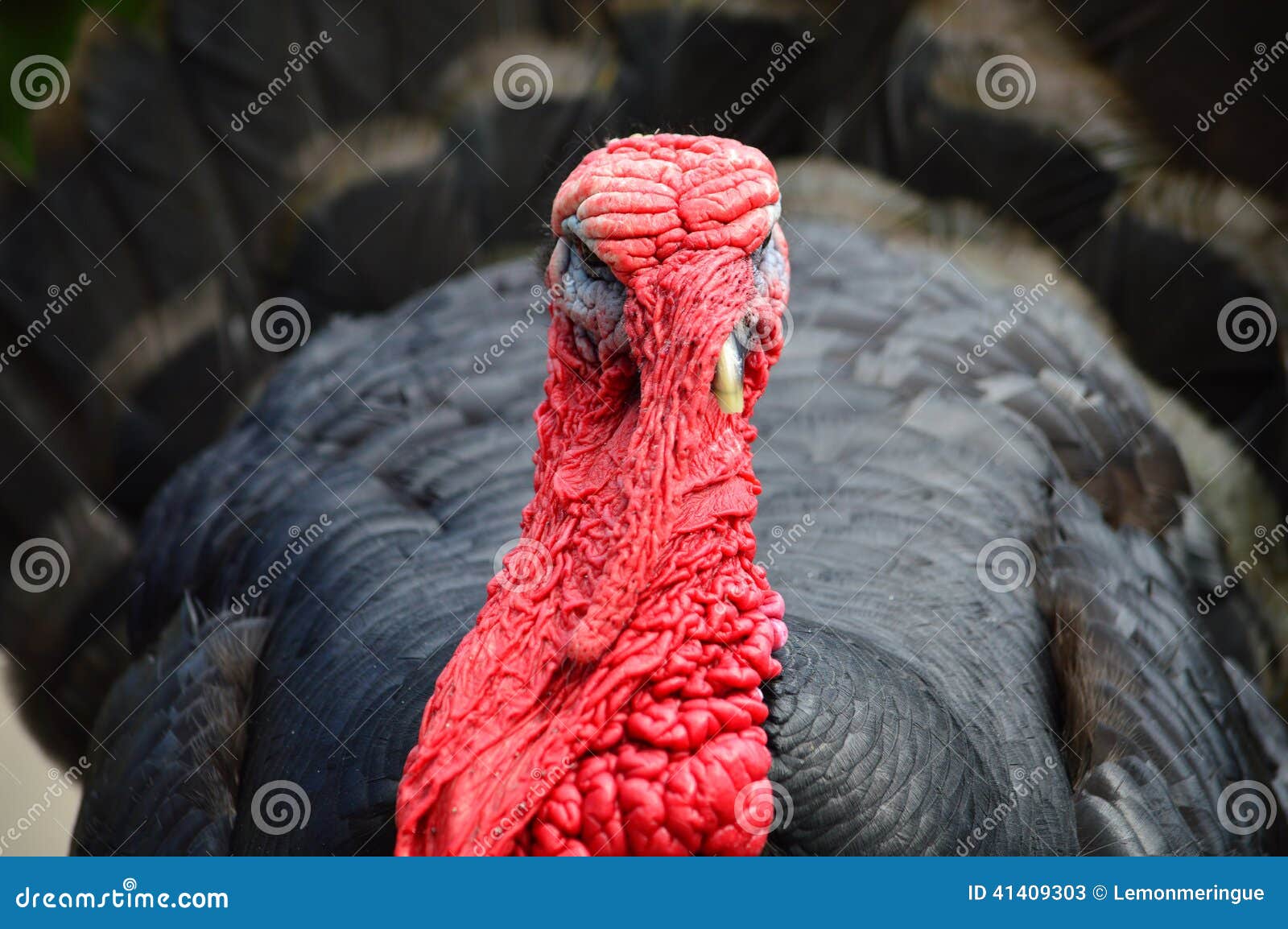 Wrinkly Turkey bird stock image. Image of feathers, dinner - 41409303