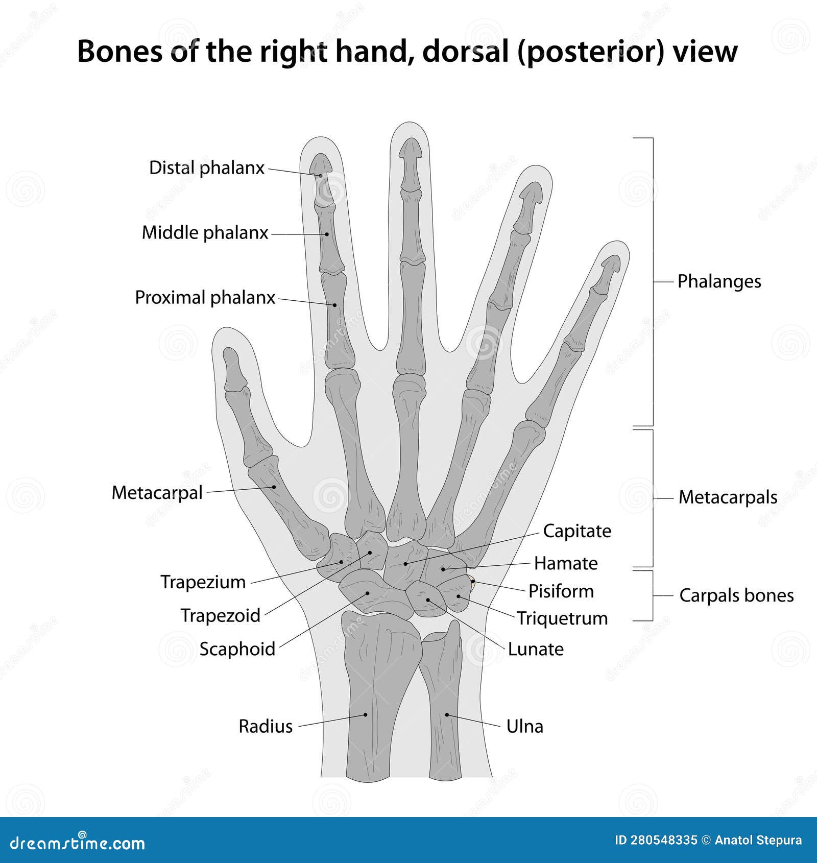 Carpal Bones Dorsal View