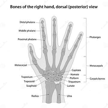 Bones of the Right Hand, Dorsal (posterior) View Stock Vector ...