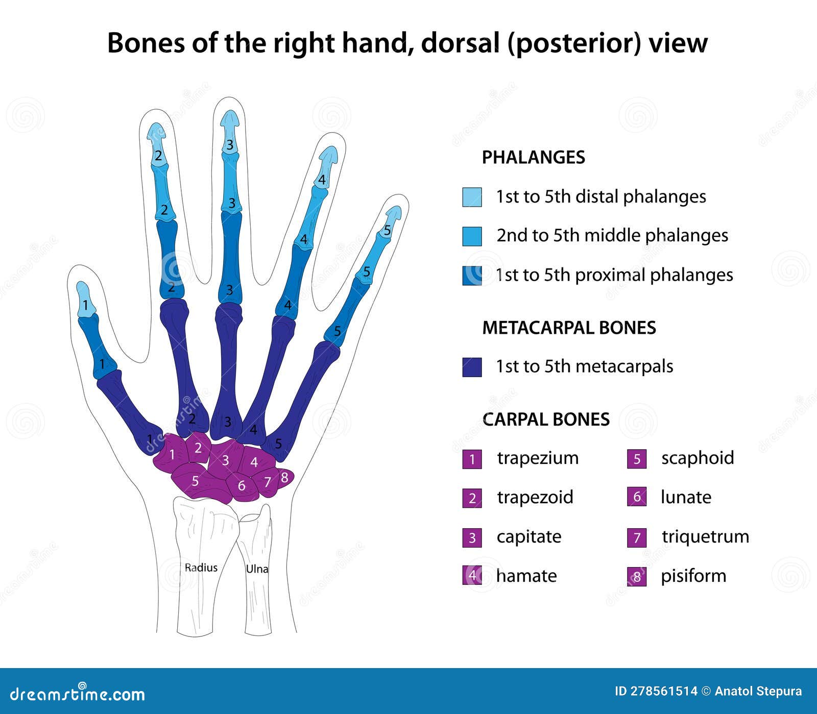 X-ray Dorsal Or Posterior View Of Right Human Hand Bones With Body ...