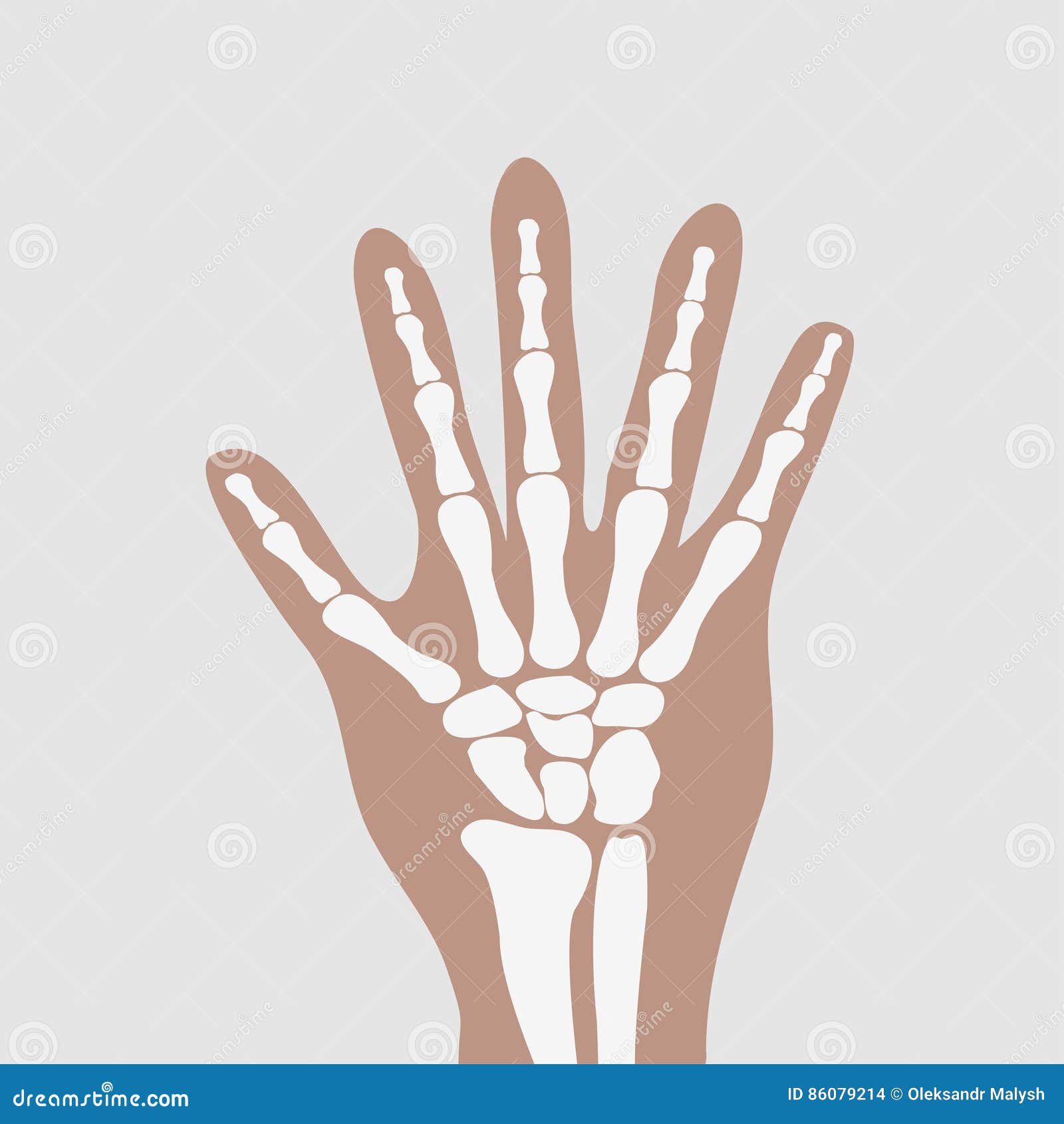 Wrist hands bones stock vector. Illustration of biology - 86079214