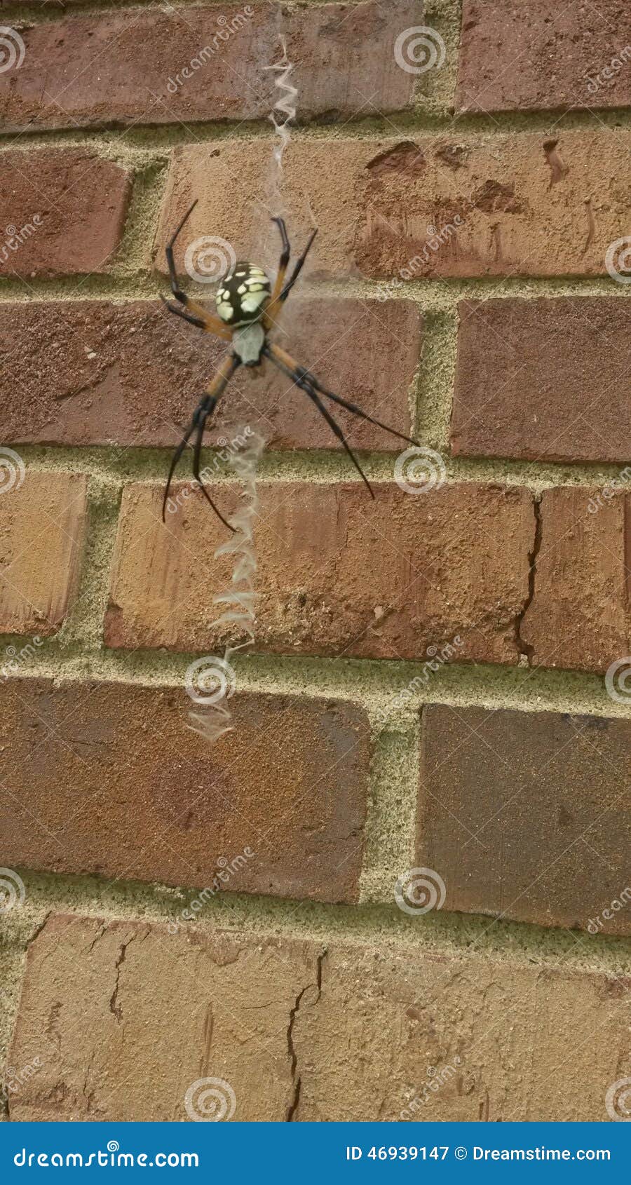 Writing spider stock image. Image of writing, spider - 46939147