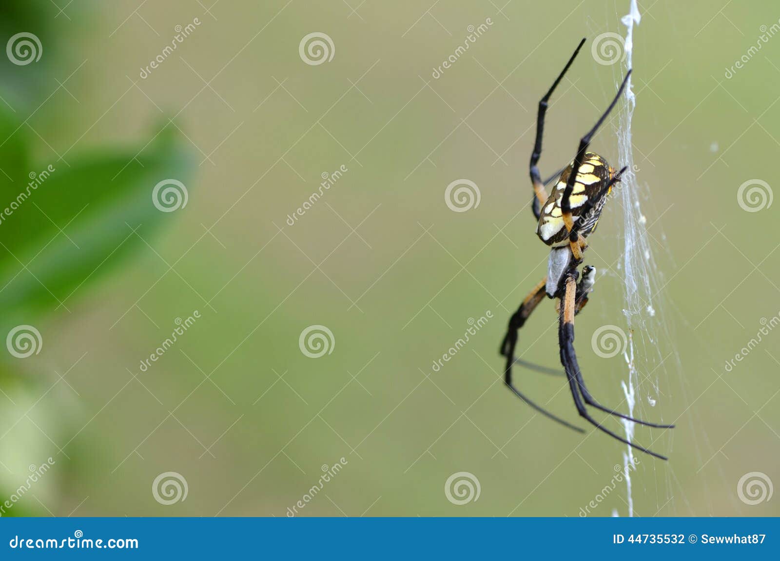 Writing Spider on Garden Web, Side View Stock Photo - Image of empty ...