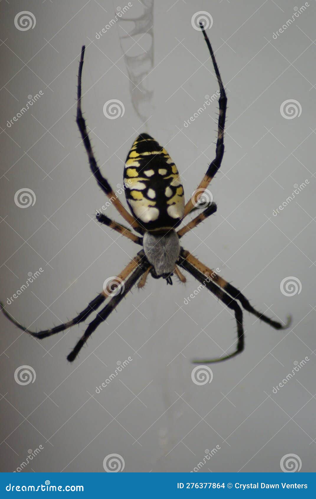 Writing Spider stock photo. Image of fangs, mckinley - 276377864