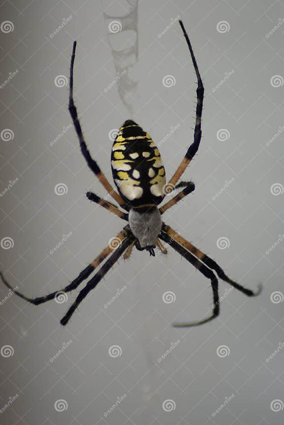 Writing Spider stock photo. Image of fangs, mckinley - 276377864