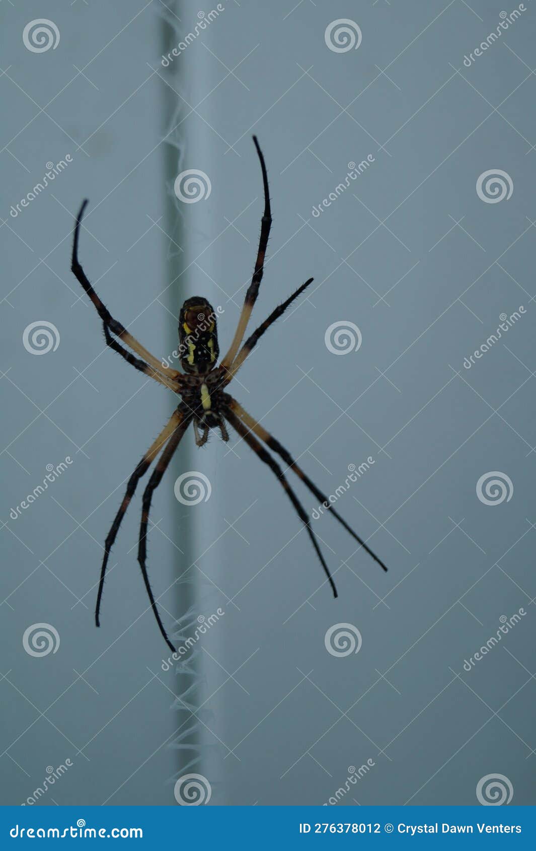 Writing Spider stock photo. Image of hanging, legs, steeler - 276378012