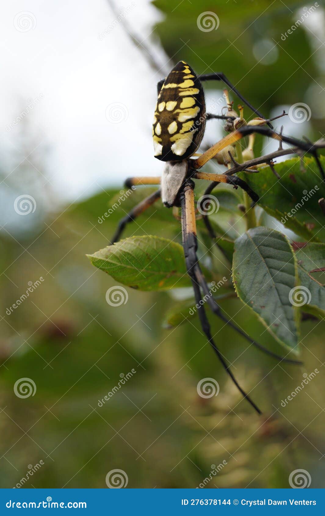 Writing Spider stock photo. Image of garden, golden - 276378144