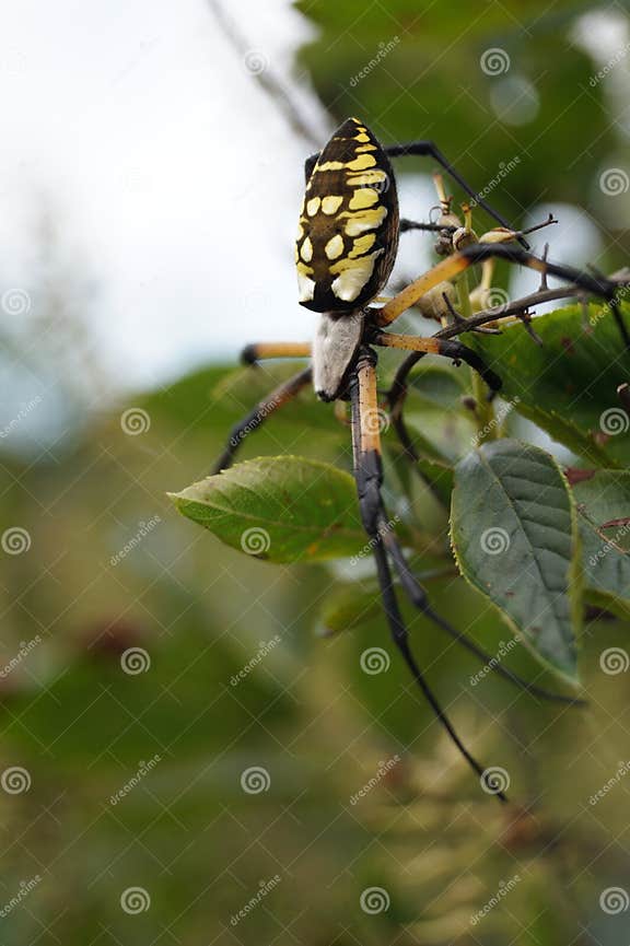 Writing Spider stock photo. Image of garden, golden - 276378144