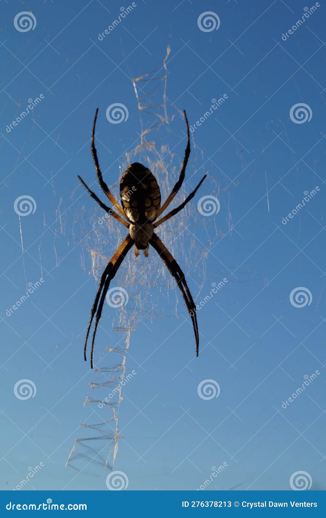 Writing Spider stock image. Image of aurantia, garden - 276378213
