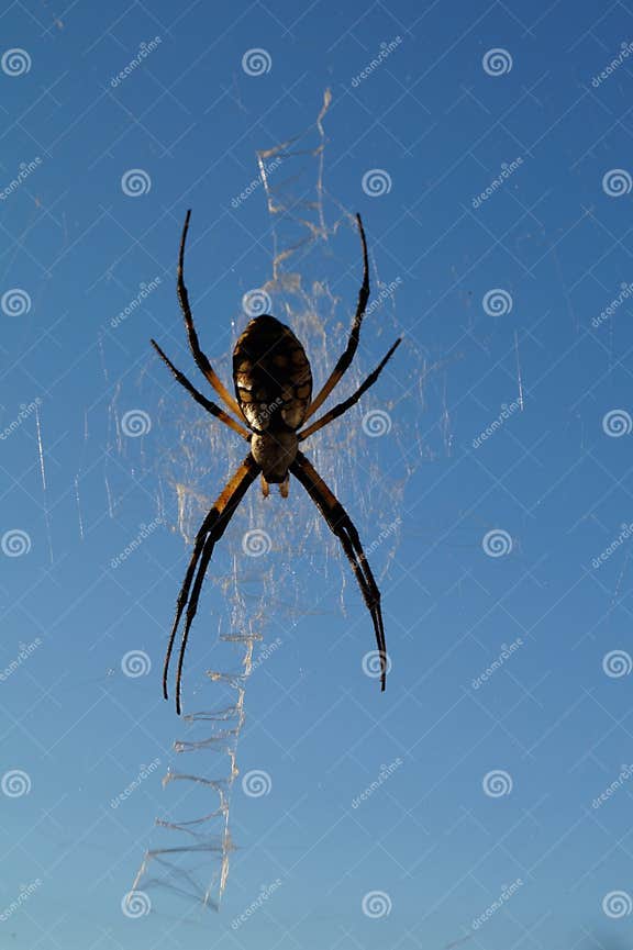 Writing Spider stock image. Image of aurantia, garden - 276378213