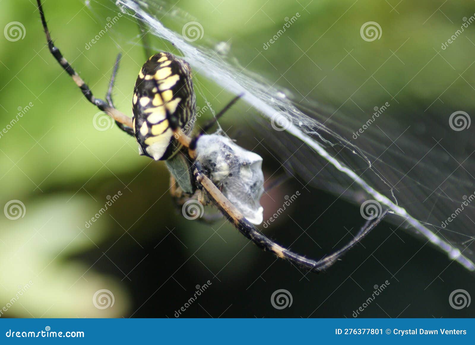 Writing Spider stock image. Image of abdomen, mckinley - 276377801
