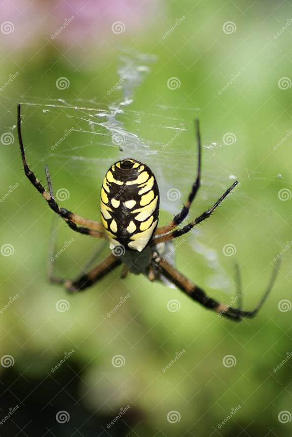 Writing Spider stock image. Image of argiope, steeler - 276377805