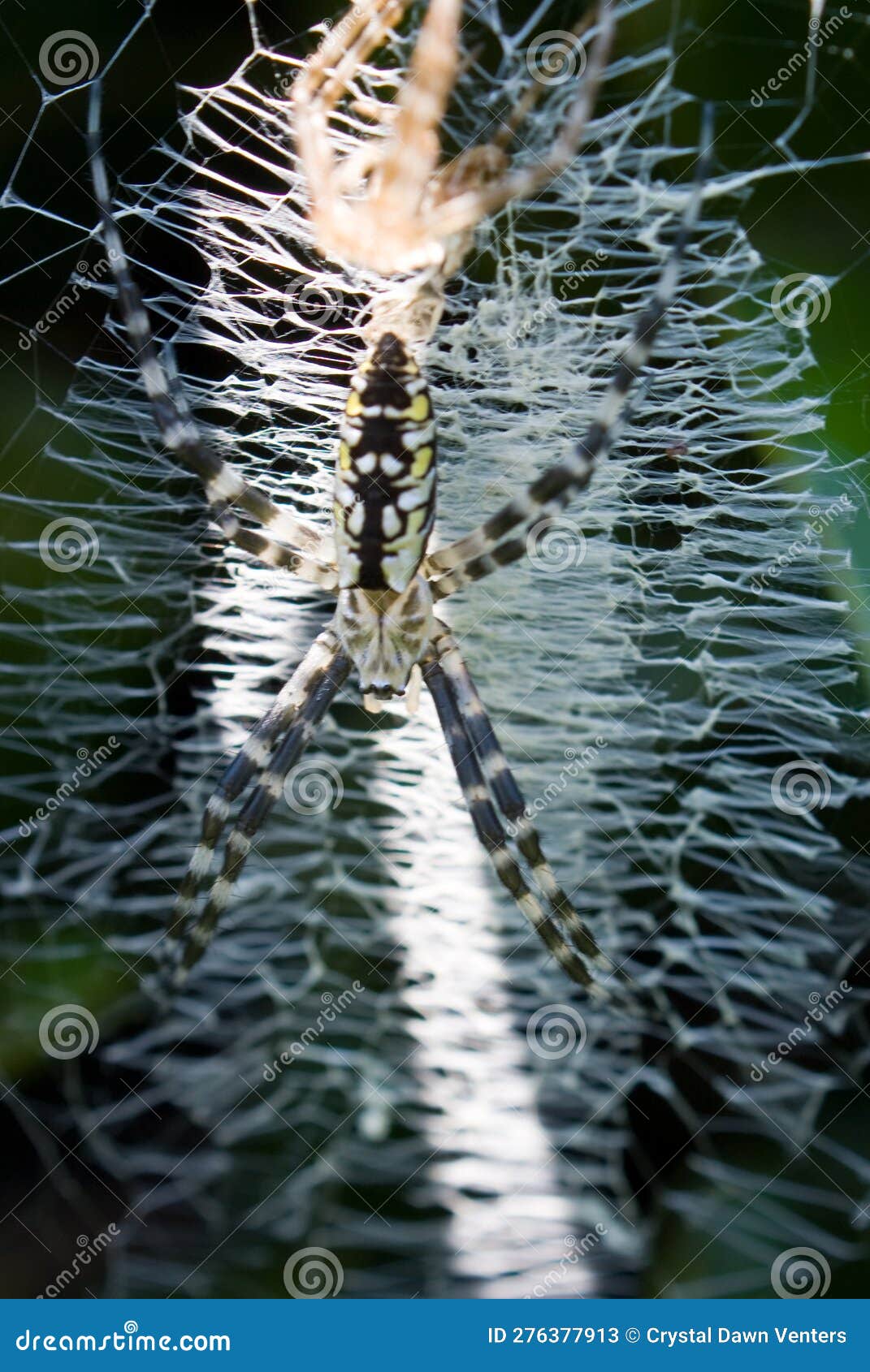 Writing Spider stock image. Image of writing, aurantia - 276377913