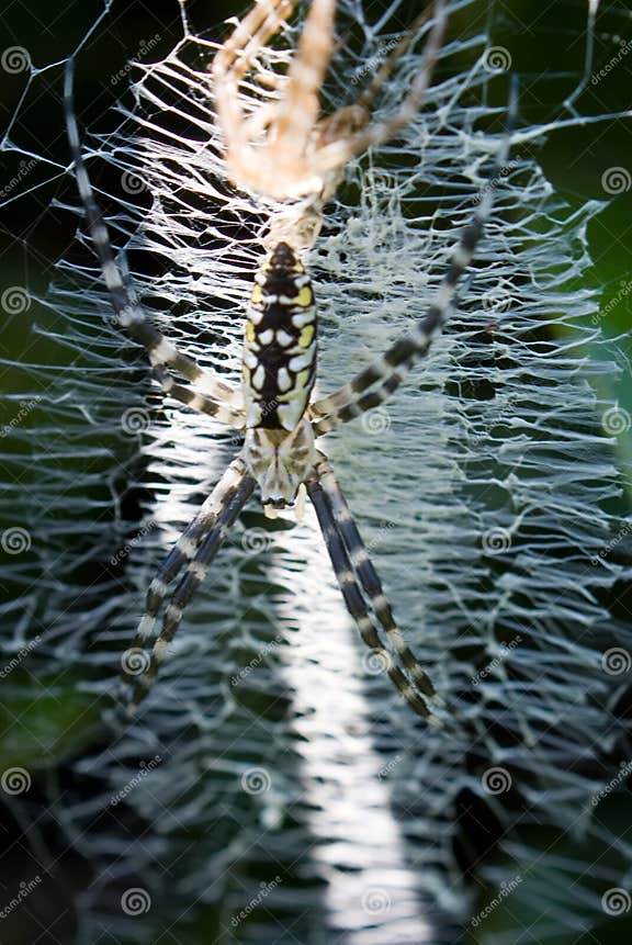 Writing Spider stock image. Image of writing, aurantia - 276377913