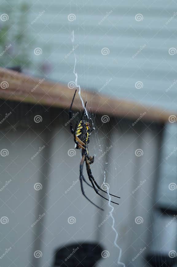 Writing Spider stock photo. Image of corn, insect, zipper - 276377960